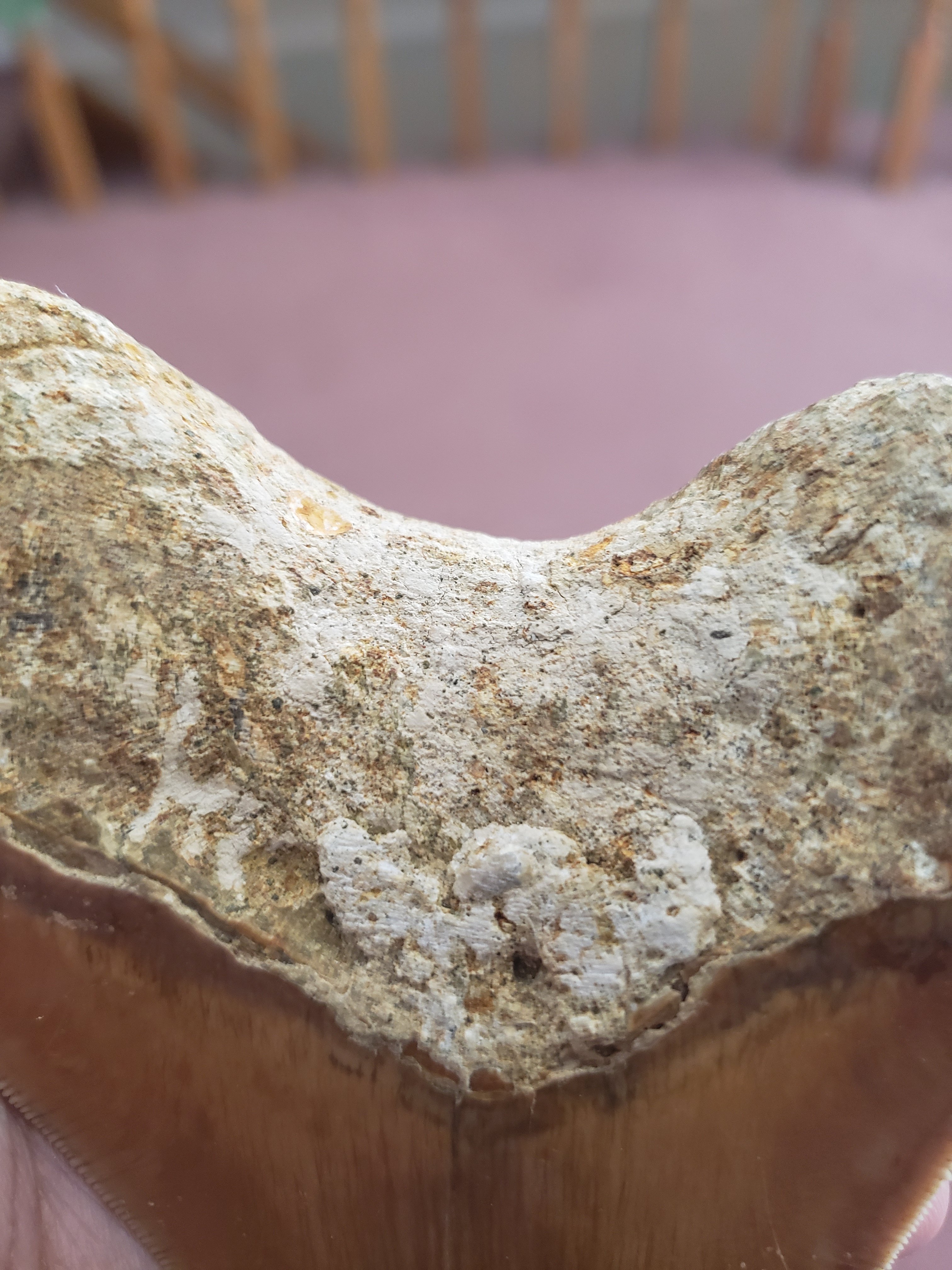 Indonesian Meg - Restorations? - Is It Real? How to Recognize Fossil ...
