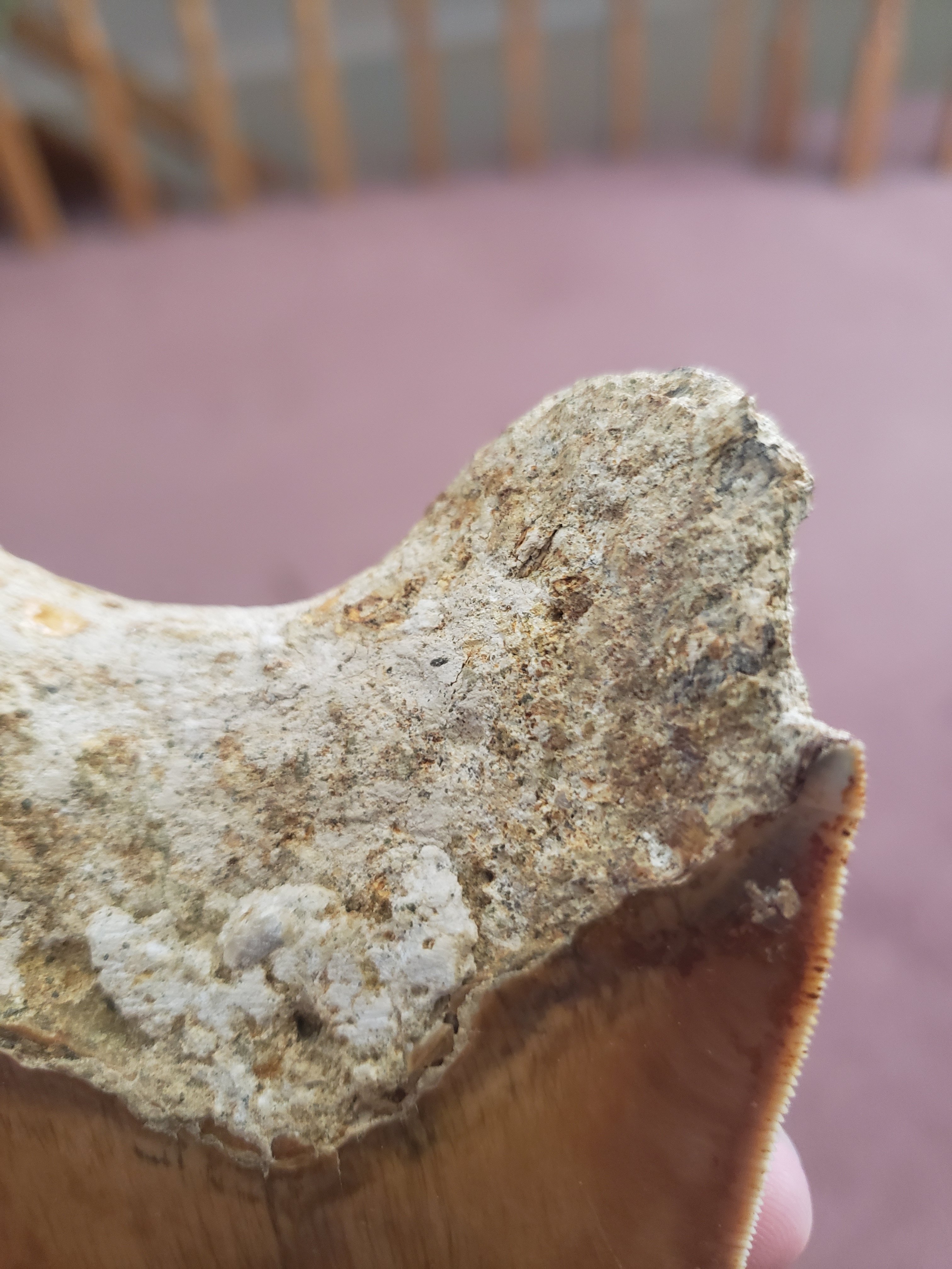 Indonesian Meg - Restorations? - Is It Real? How to Recognize Fossil ...