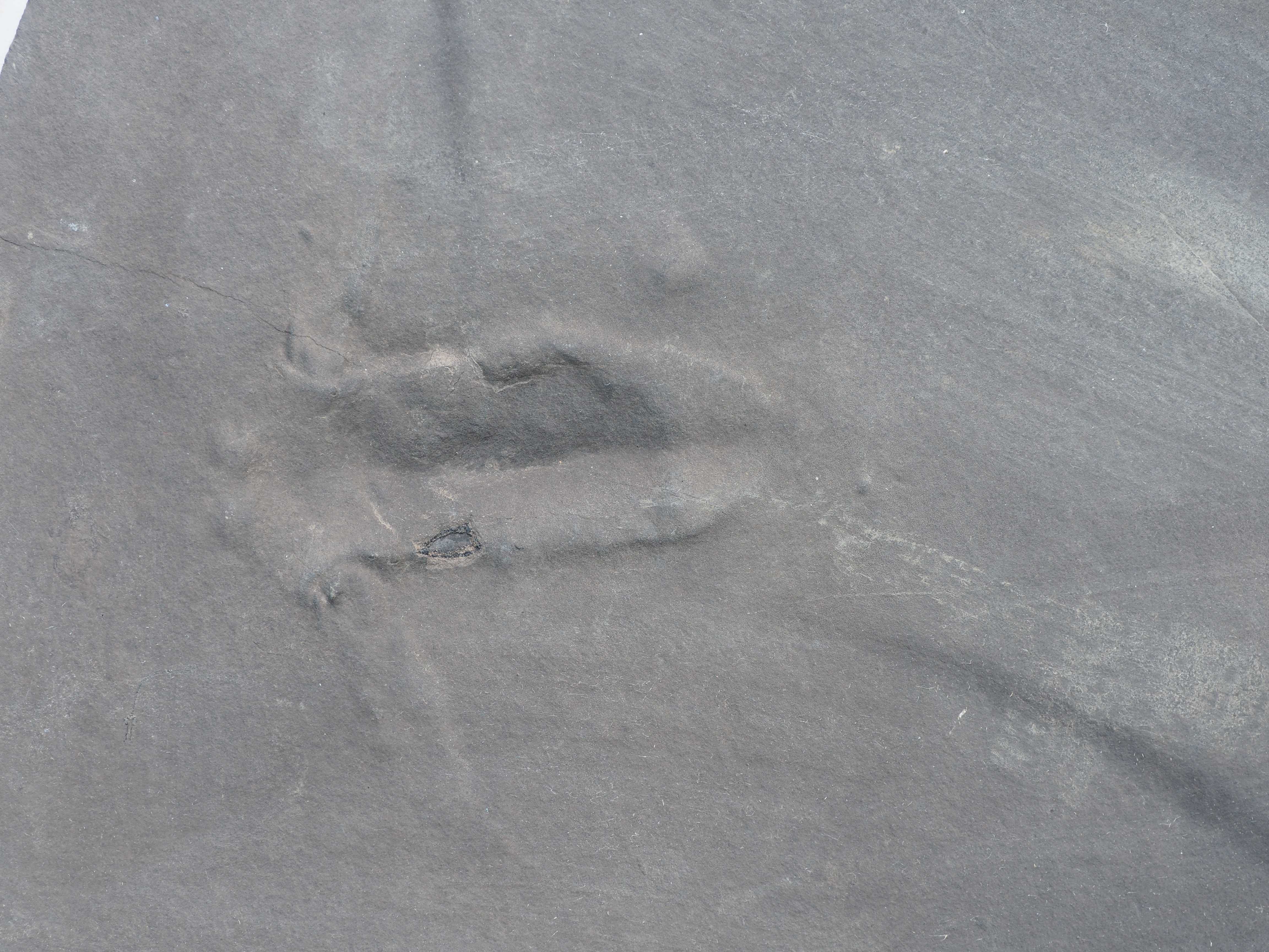 How to prep an Achanarras Pterichthyodes? - Fossil Preparation - The ...