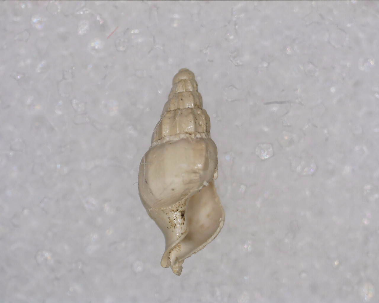 Maryland Miocene Shells - Fossil ID - The Fossil Forum