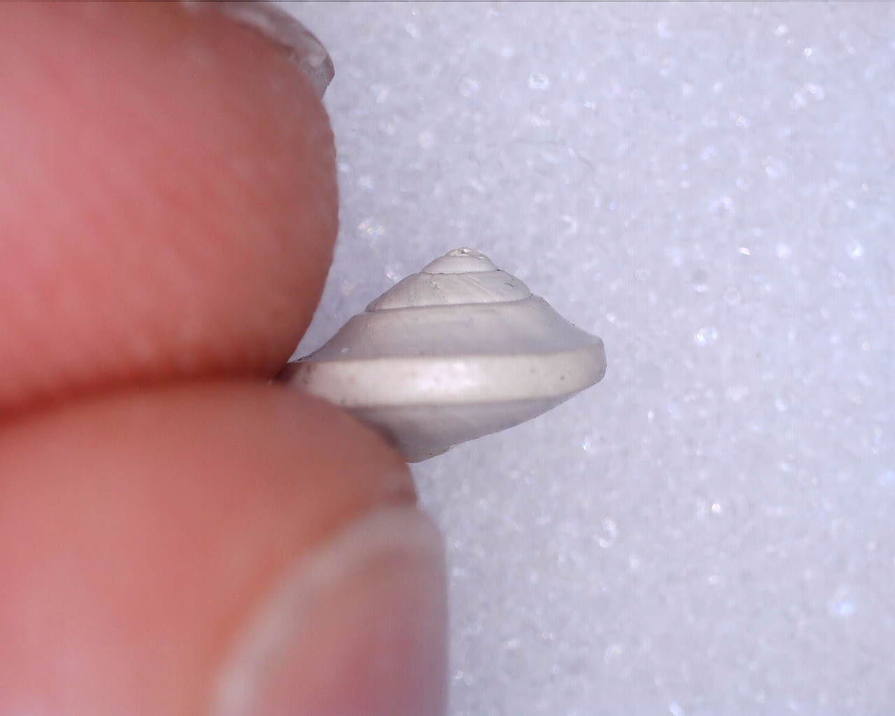 Maryland Miocene Shells - Fossil ID - The Fossil Forum