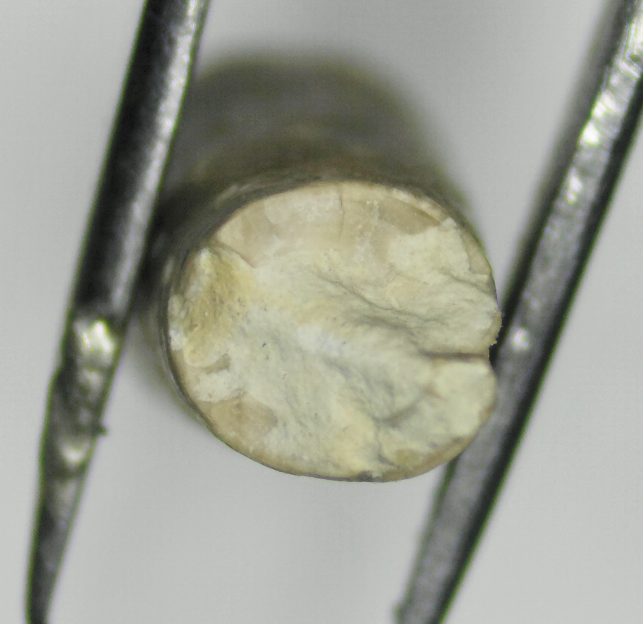 Texas Cretaceous Belemnite? Walnut Formation - Fossil ID - The Fossil Forum