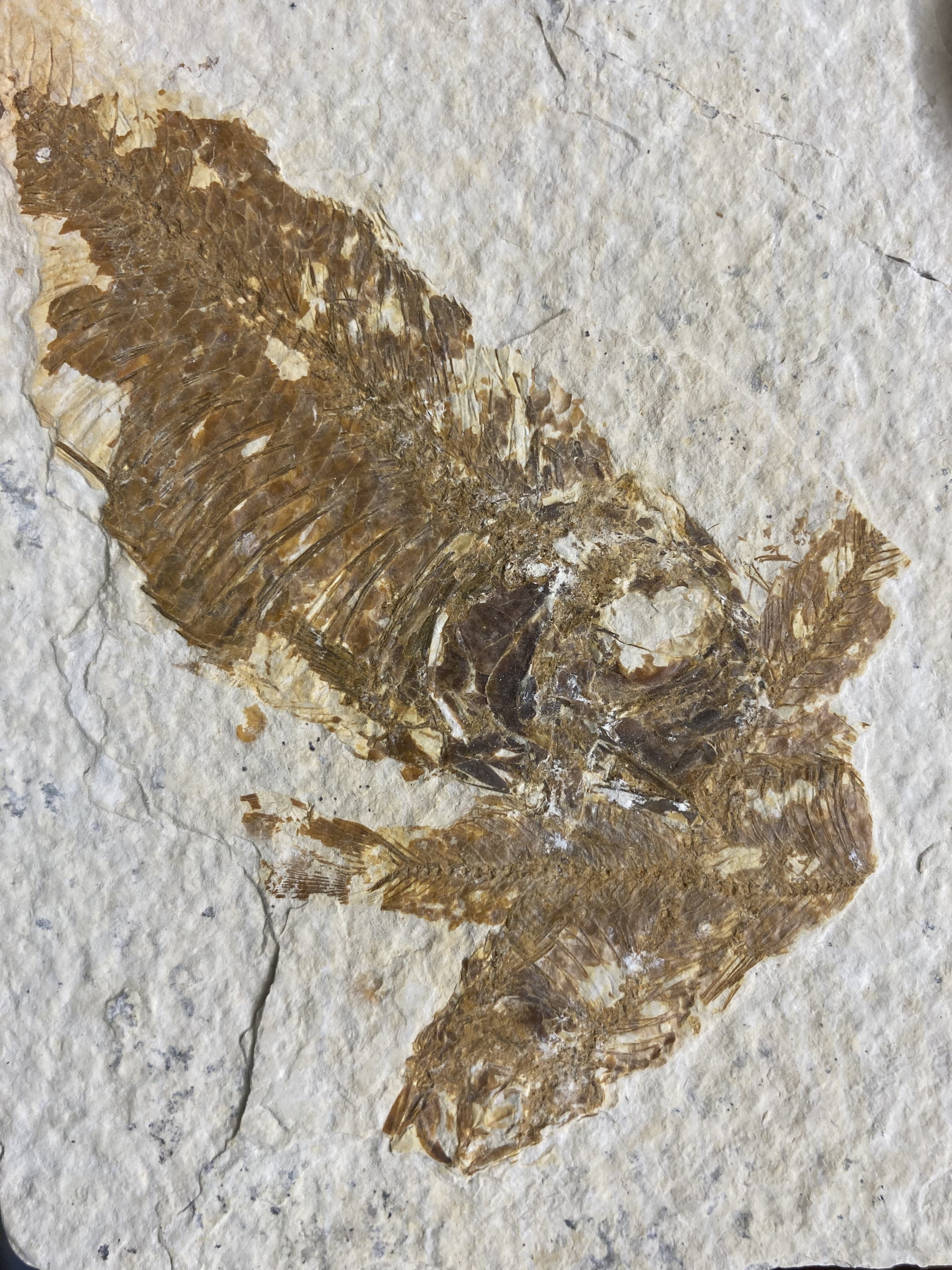 Green river formation fish - Fossil ID - The Fossil Forum
