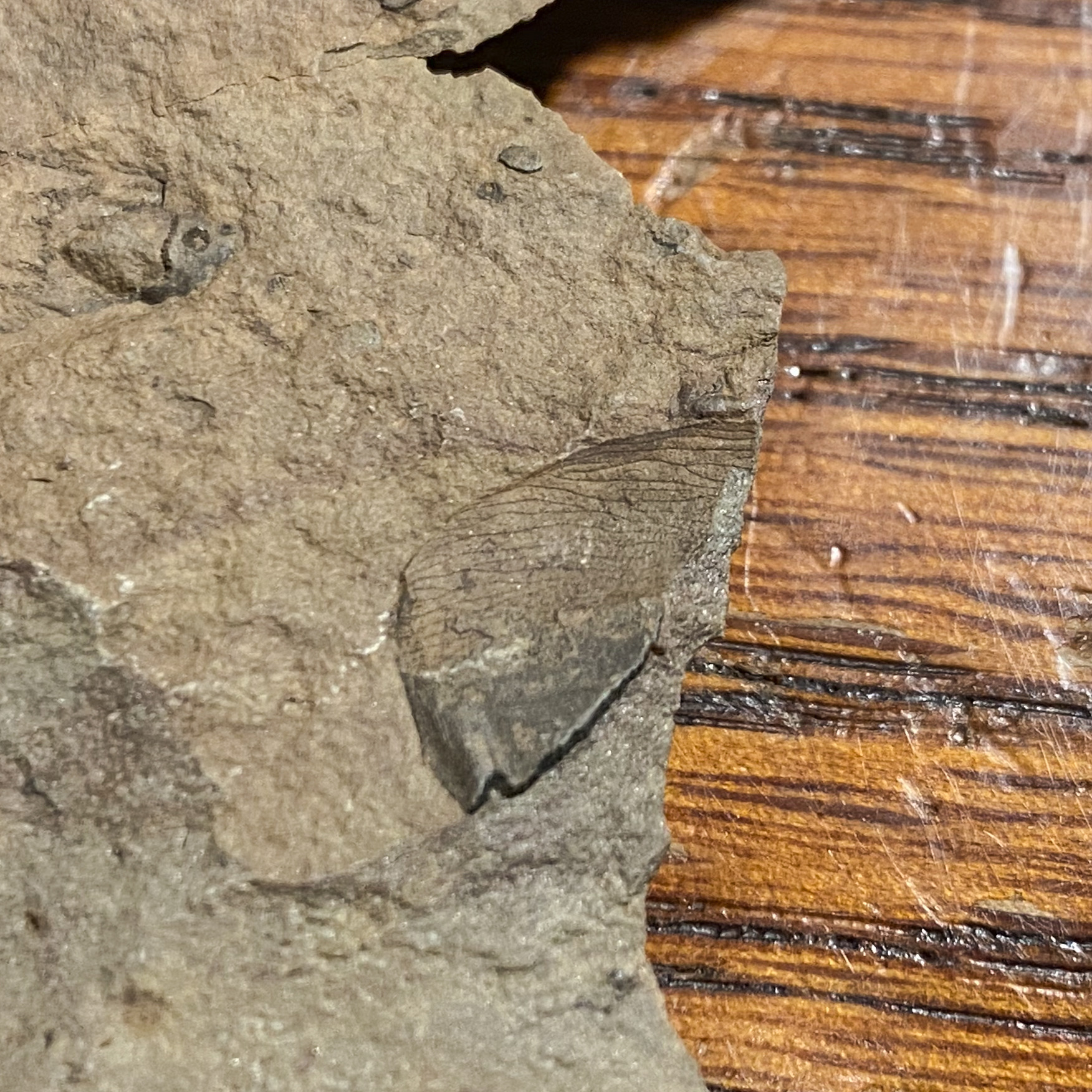 Cambrian mystery fossil? - Fossil ID - The Fossil Forum