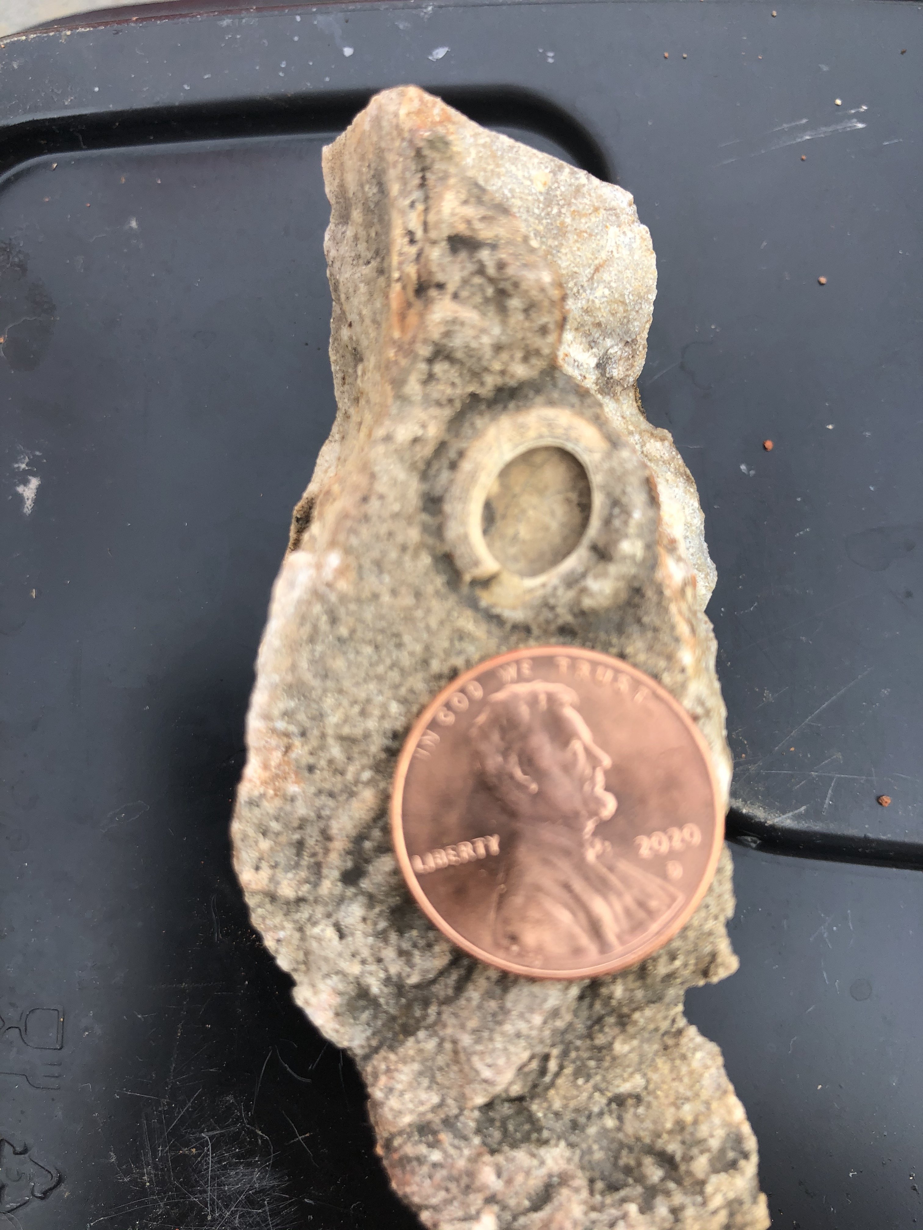 Roubidoux Fm Lower Ordovician Ozarks - Fossil ID - The Fossil Forum