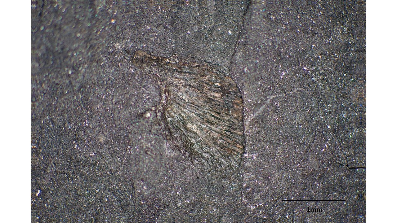 fish fin? - Fossil ID - The Fossil Forum