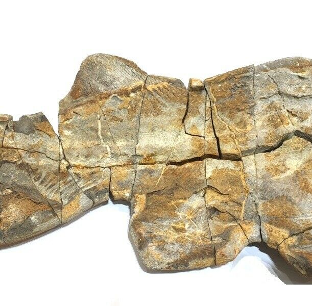 A Triassic fish from Madagascar ID? - Fossil ID - The Fossil Forum