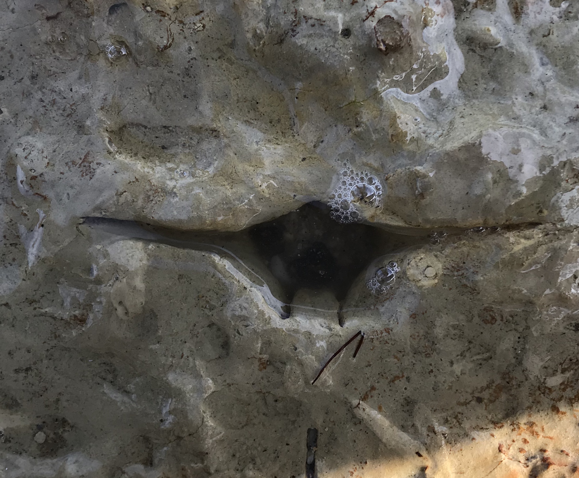 A few days in the northern neck of Virginia - Fossil Hunting Trips ...
