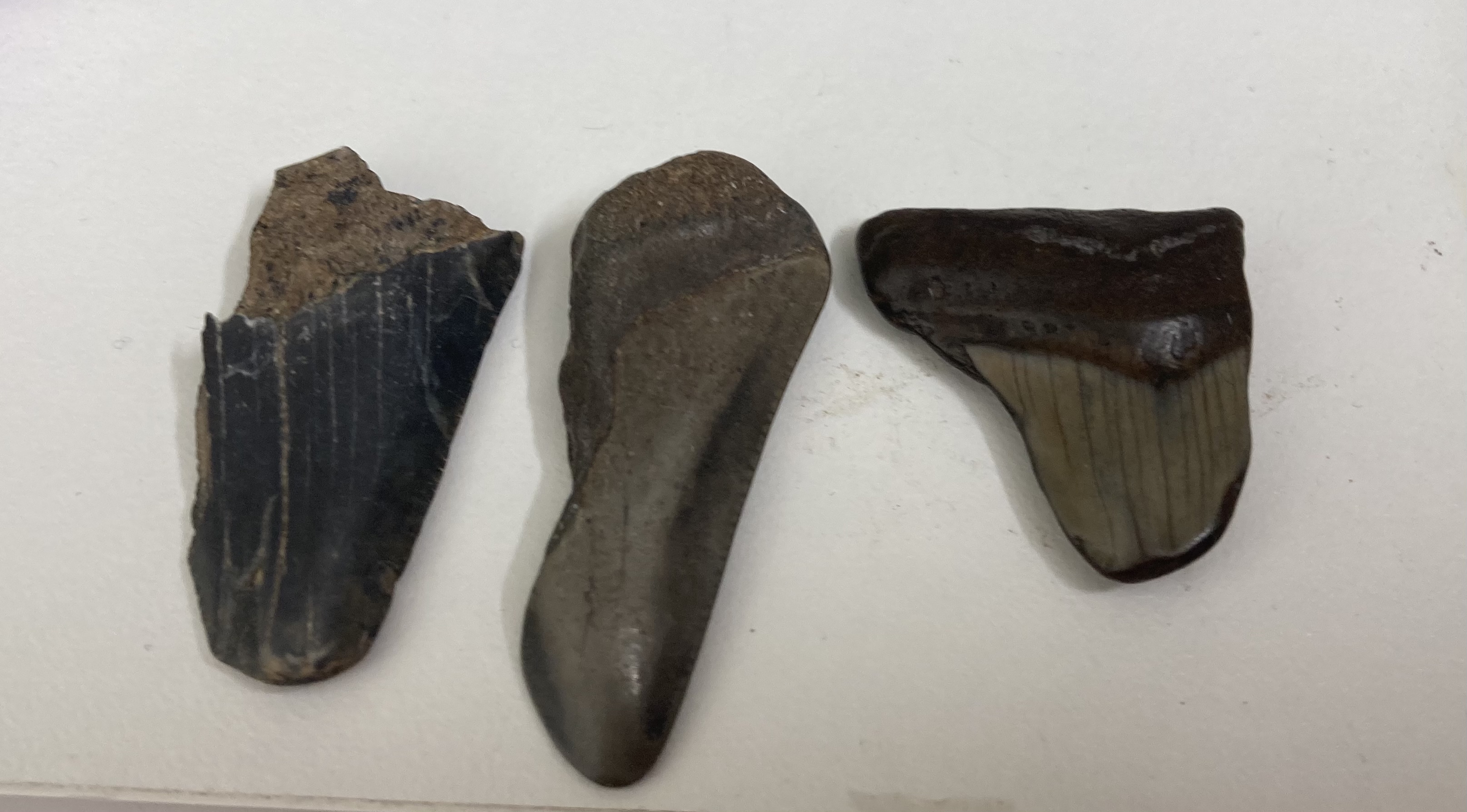 Three possible meg teeth - Fossil ID - The Fossil Forum