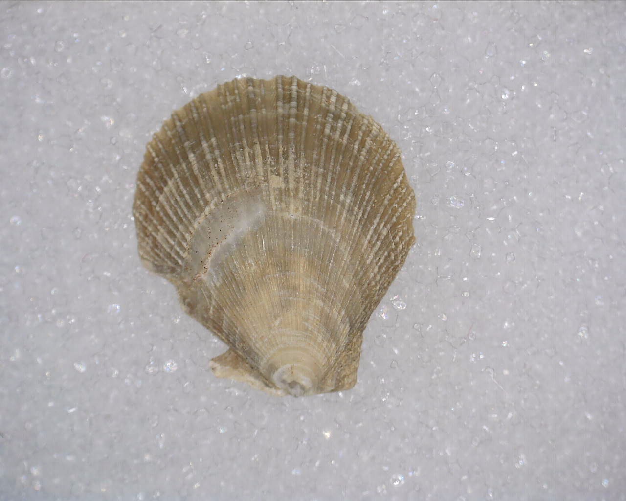 Virginia Shell Hunt - Fossil Hunting Trips - The Fossil Forum