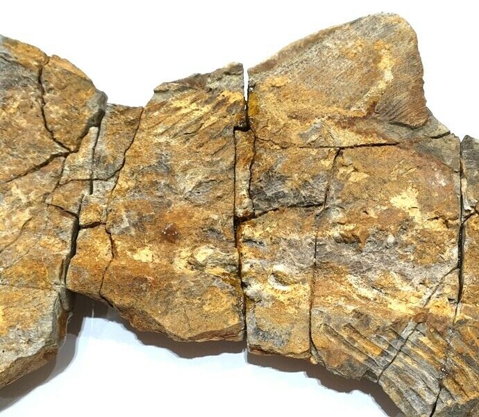 A Triassic fish from Madagascar ID? - Fossil ID - The Fossil Forum