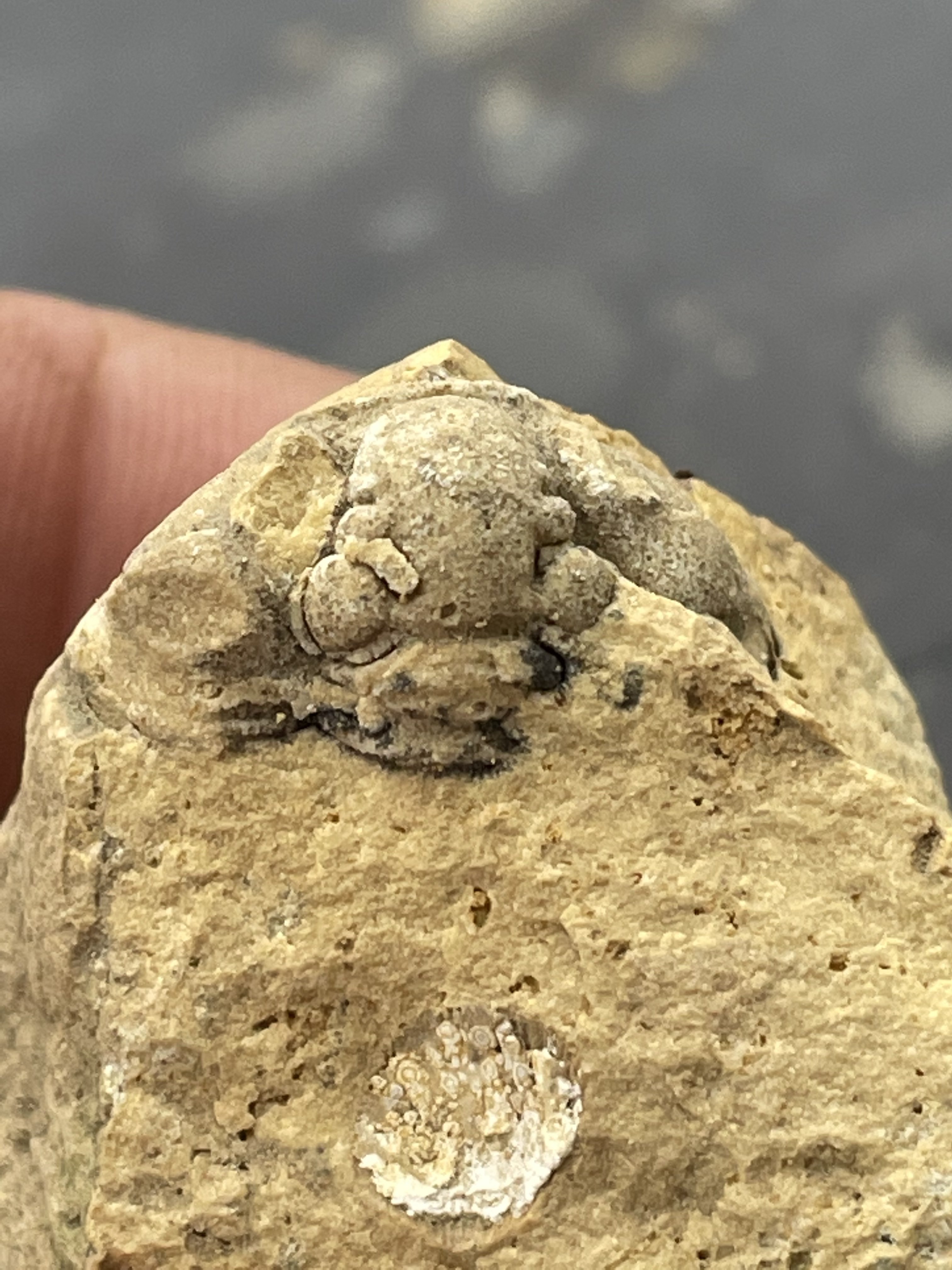 Strange fossil from Mazon creek area today - Fossil ID - The Fossil Forum