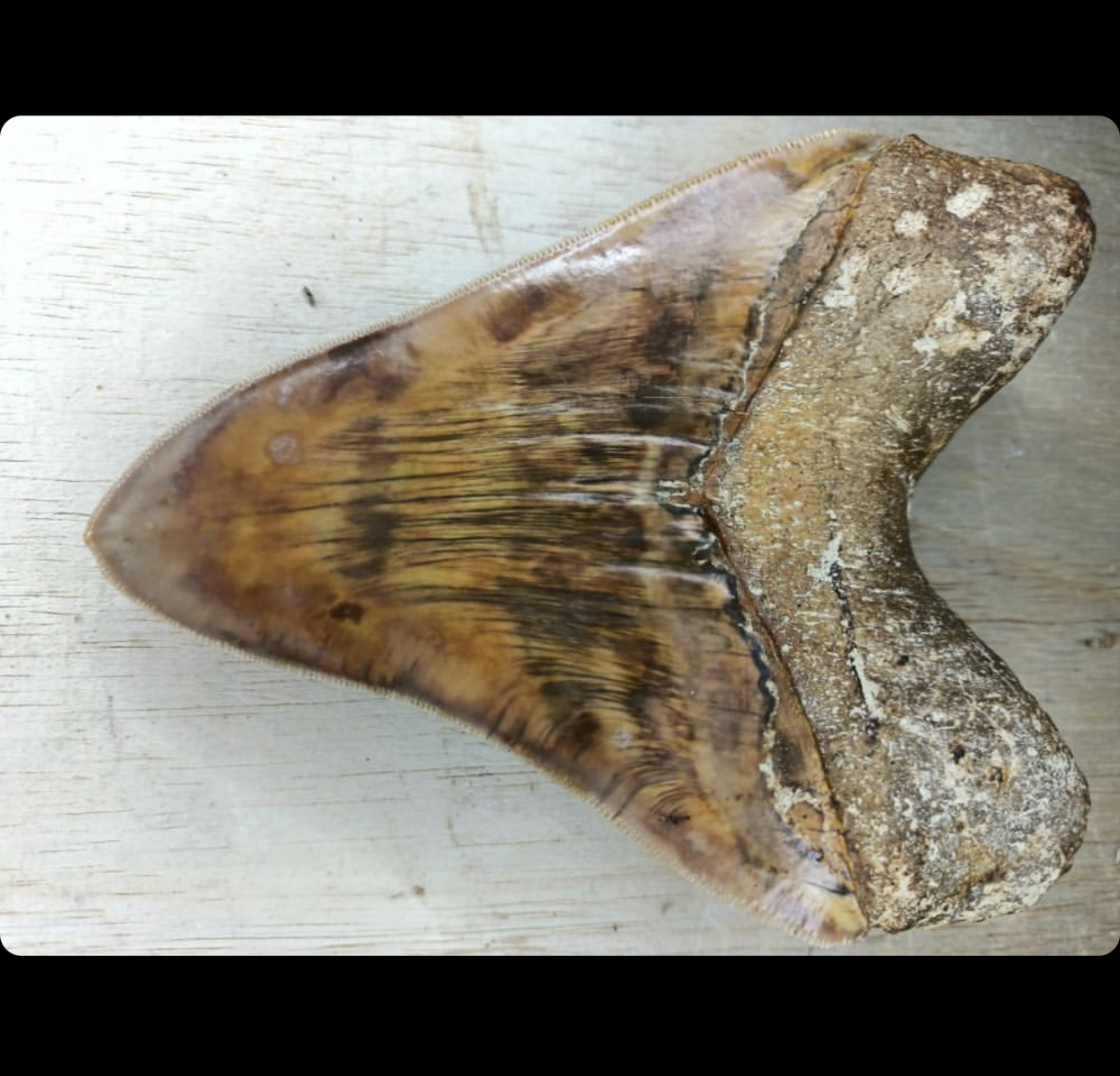 Another Indonesian meg - Is It Real? How to Recognize Fossil ...