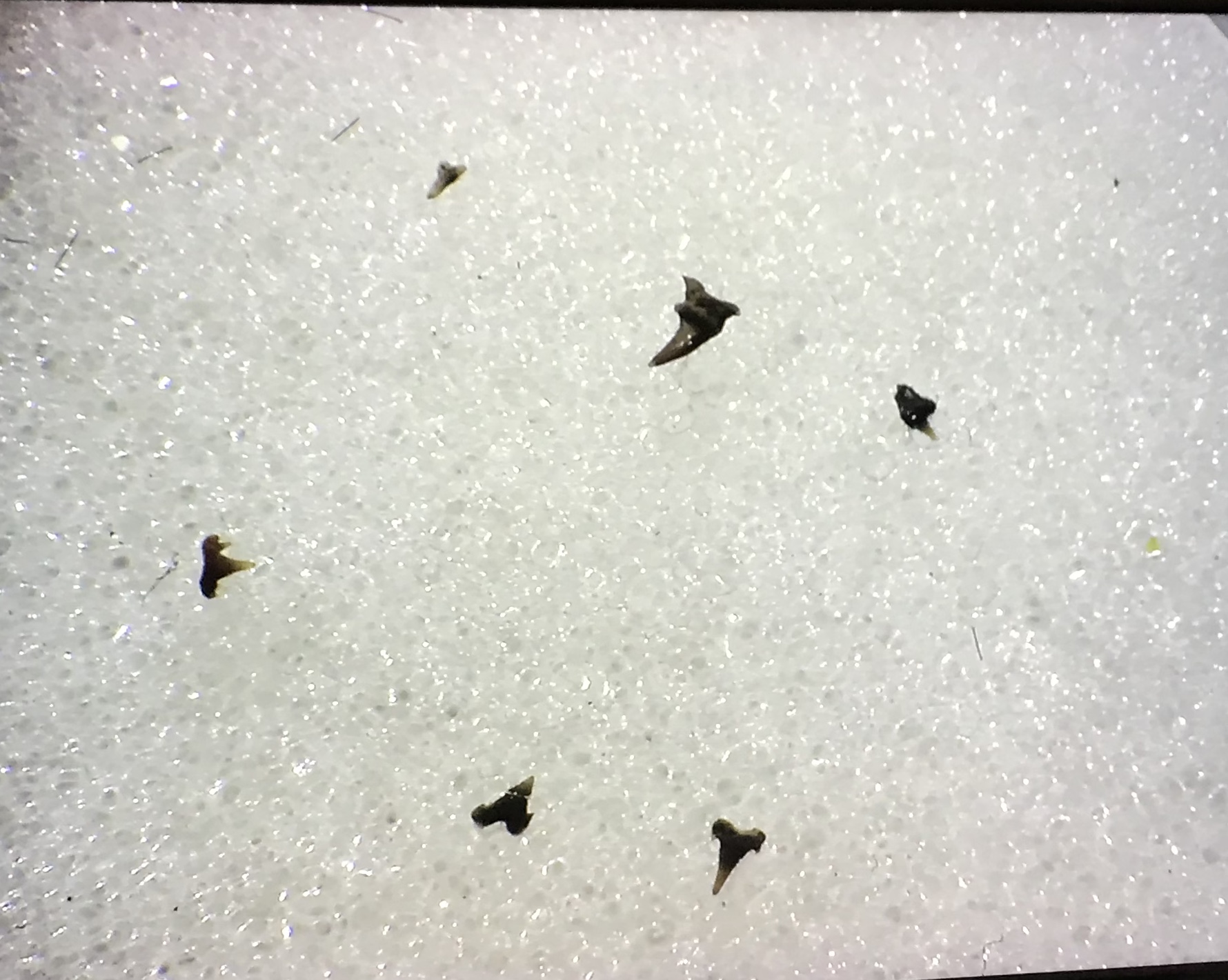 Fun with Calvert Formation micros - Micro-paleontology - The Fossil Forum
