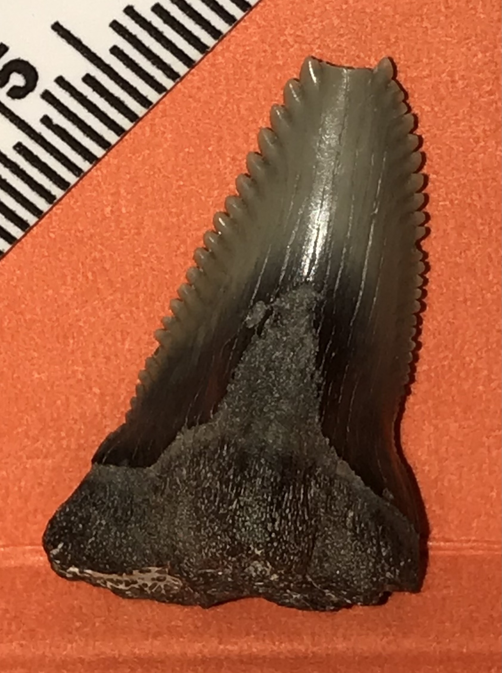 Atypical Snaggletooth Shark Tooth - Fossil ID - The Fossil Forum