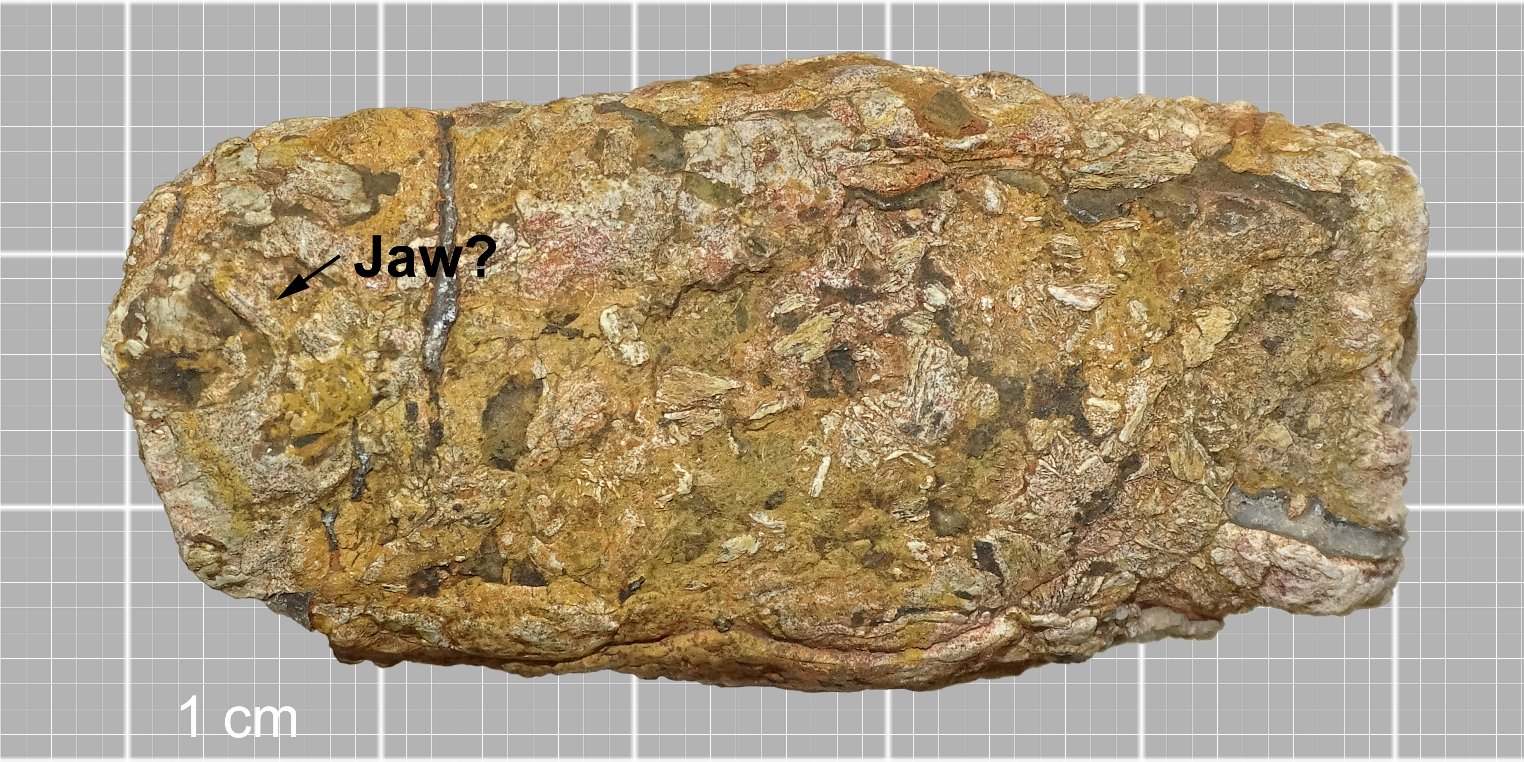 Fibrous Osteoderm and Triassic Jaw in My Coprolite? - Fossil ID - The ...