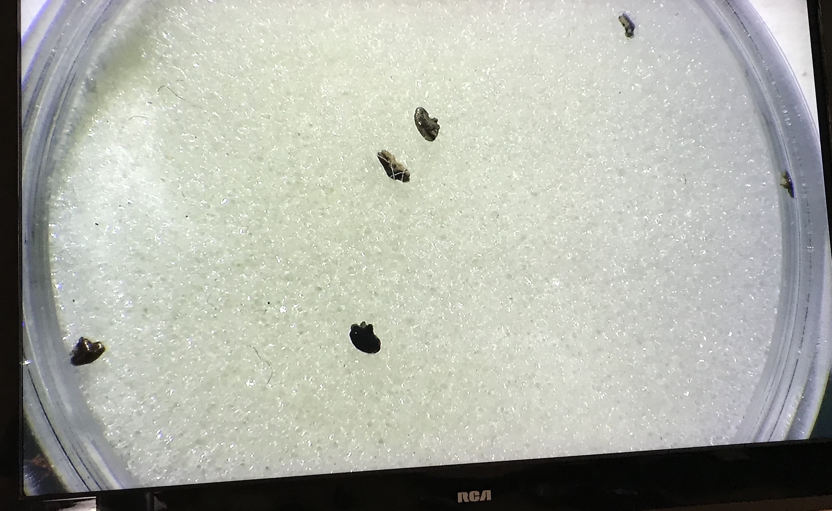 Fun with Calvert Formation micros - Micro-paleontology - The Fossil Forum