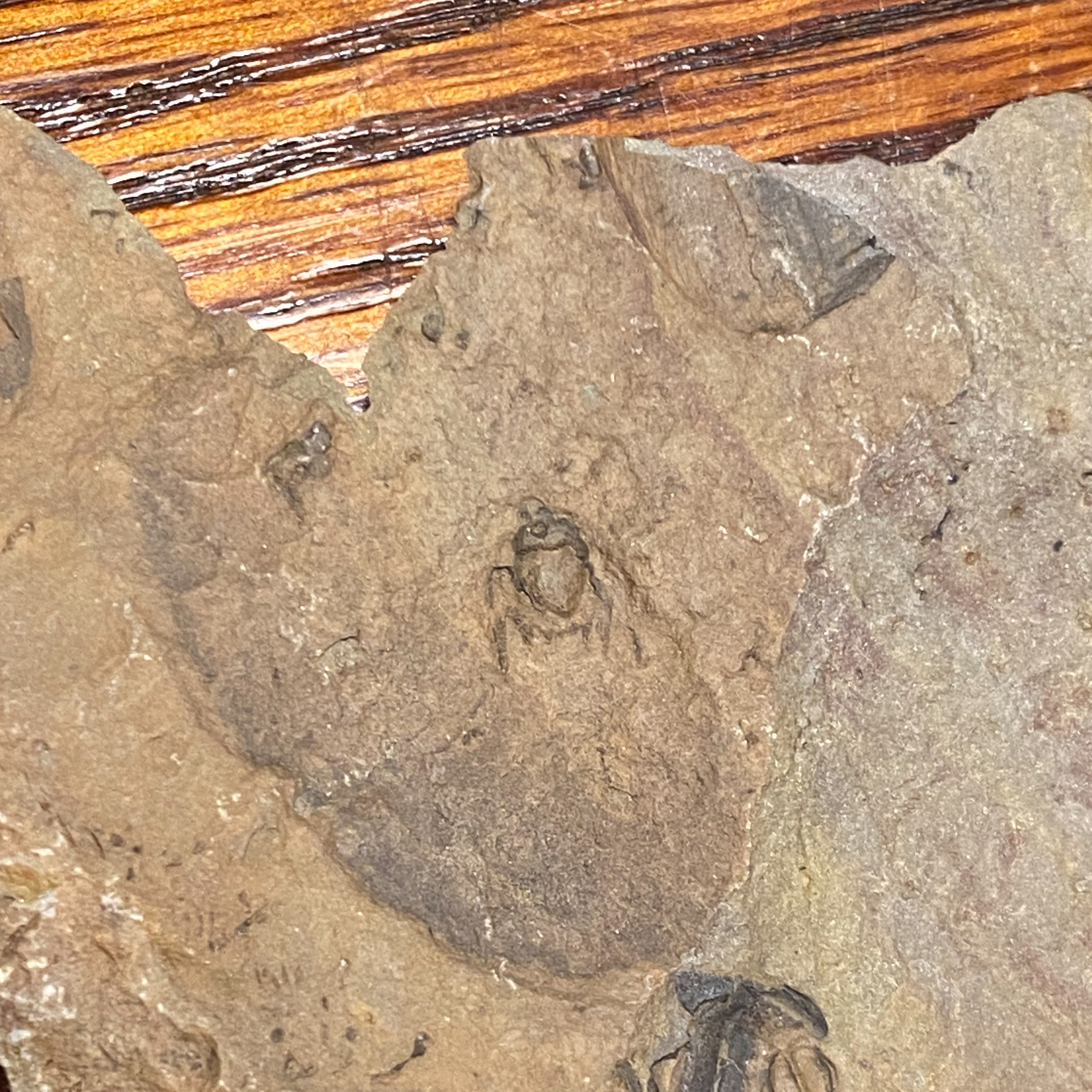 Cambrian mystery fossil? - Fossil ID - The Fossil Forum