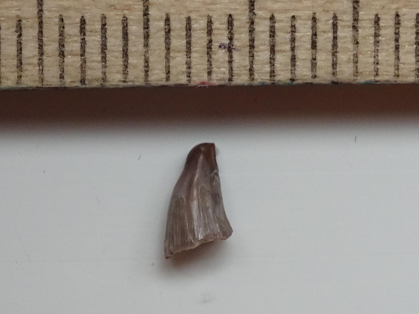 Permian fossils from Archer County (Texas Red Beds) - Fossil ID - The ...