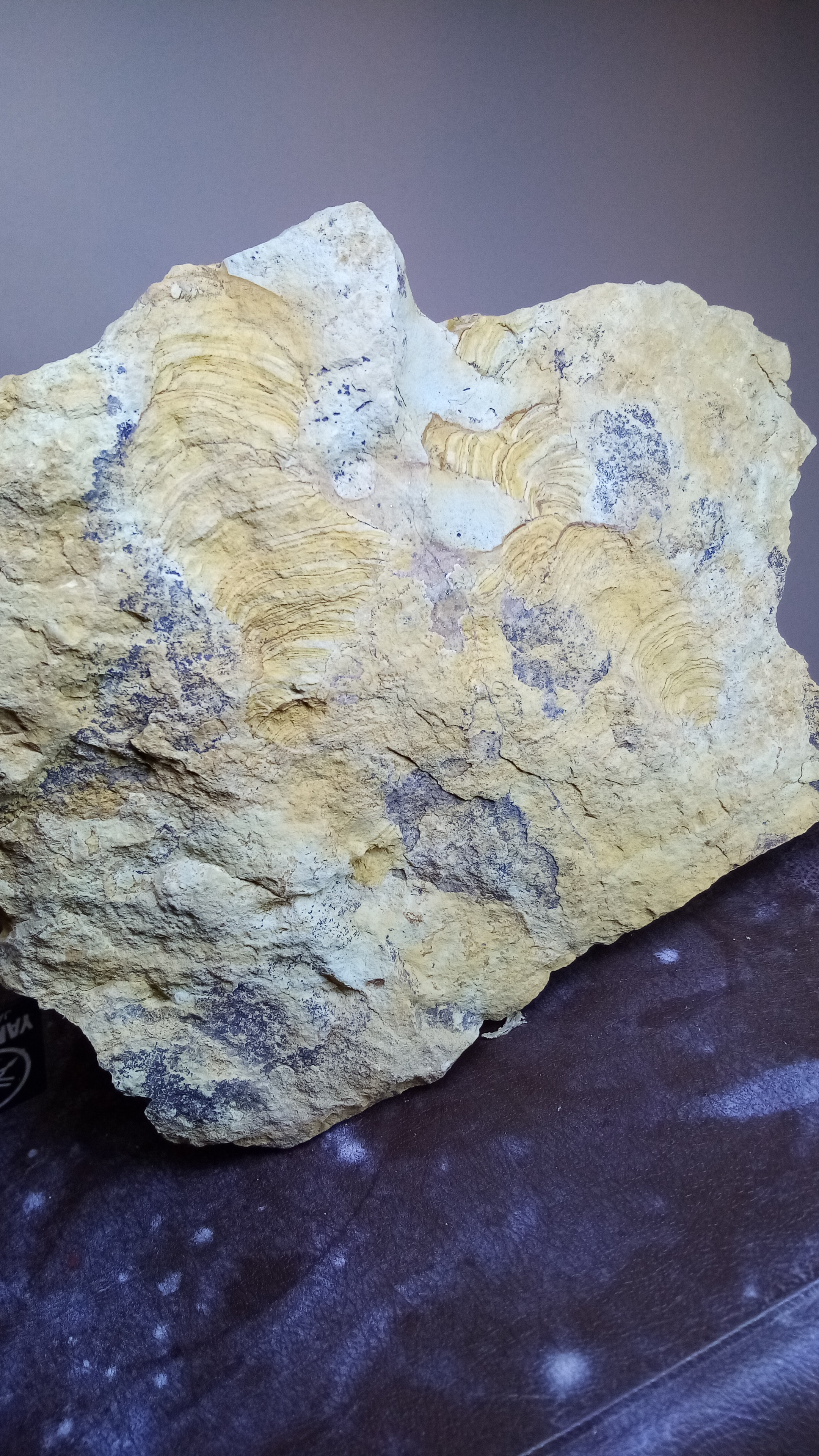 Fossil? - Fossil ID - The Fossil Forum