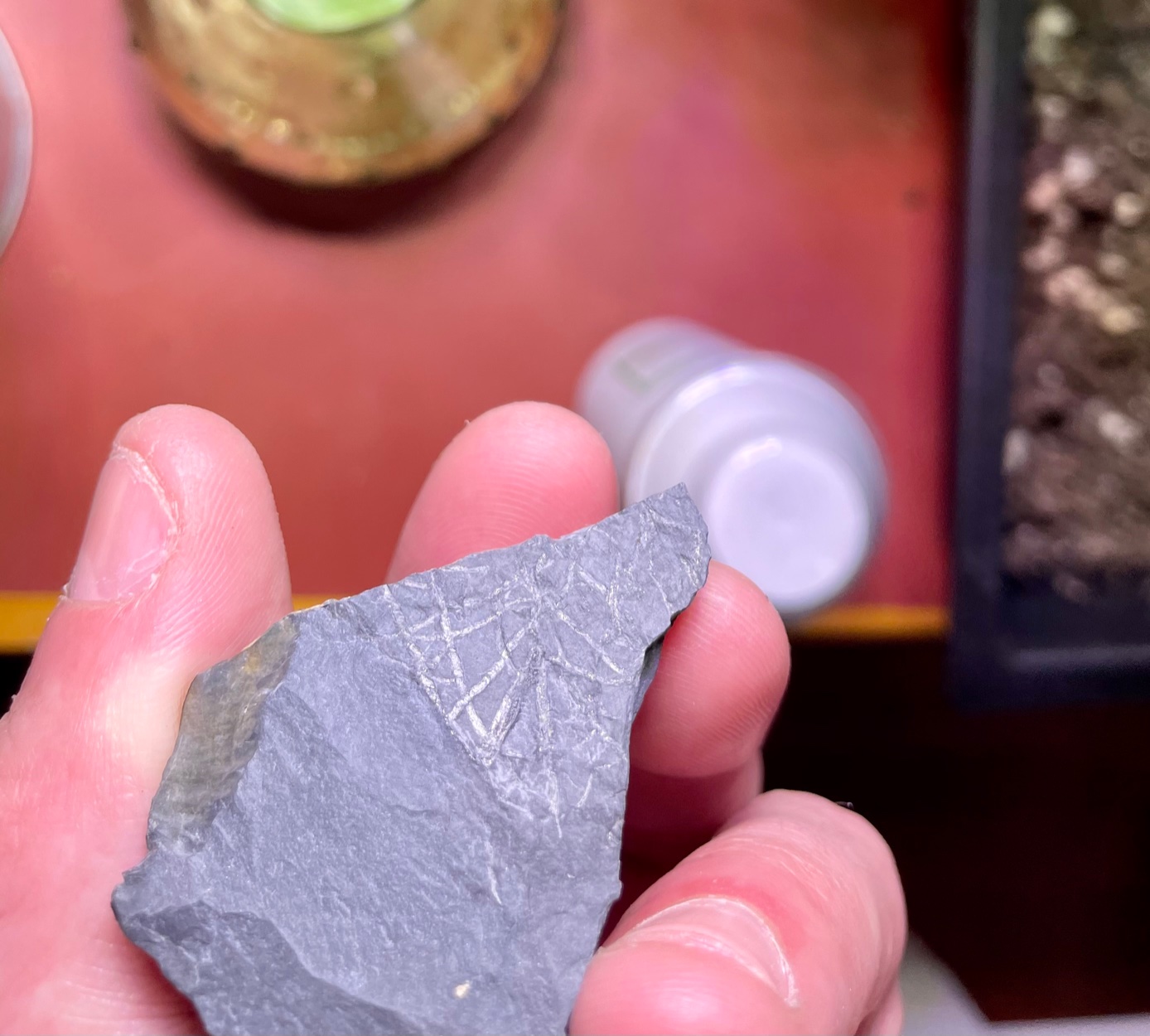 Strange Carboniferous Impression - Fossil ID - The Fossil Forum