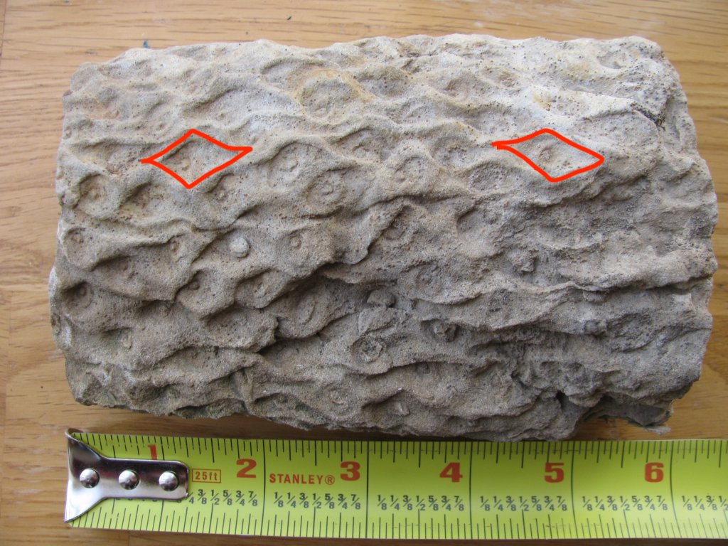stigmaria ? - Fossil ID - The Fossil Forum