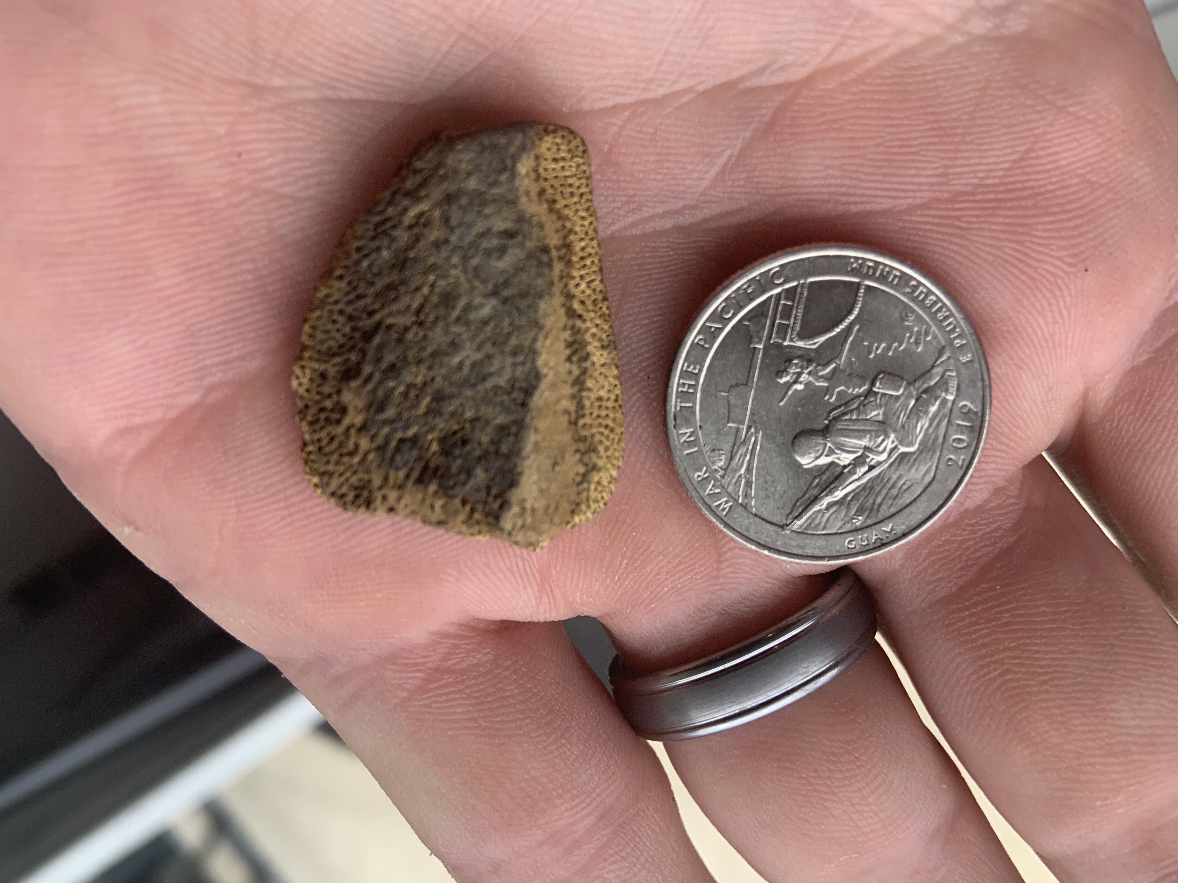NJ Cretaceous ratfish? - Fossil ID - The Fossil Forum
