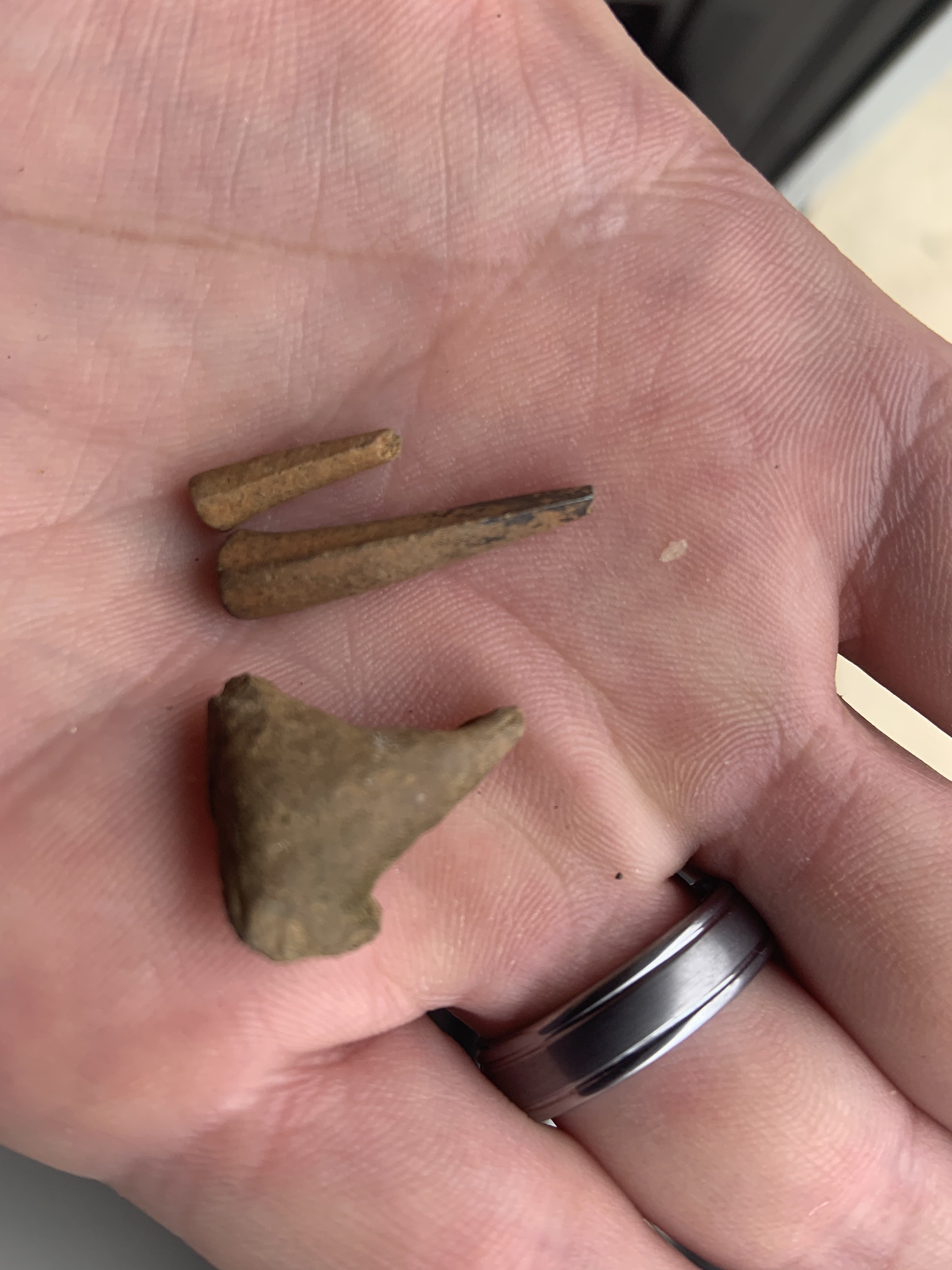 NJ Cretaceous ratfish? - Fossil ID - The Fossil Forum