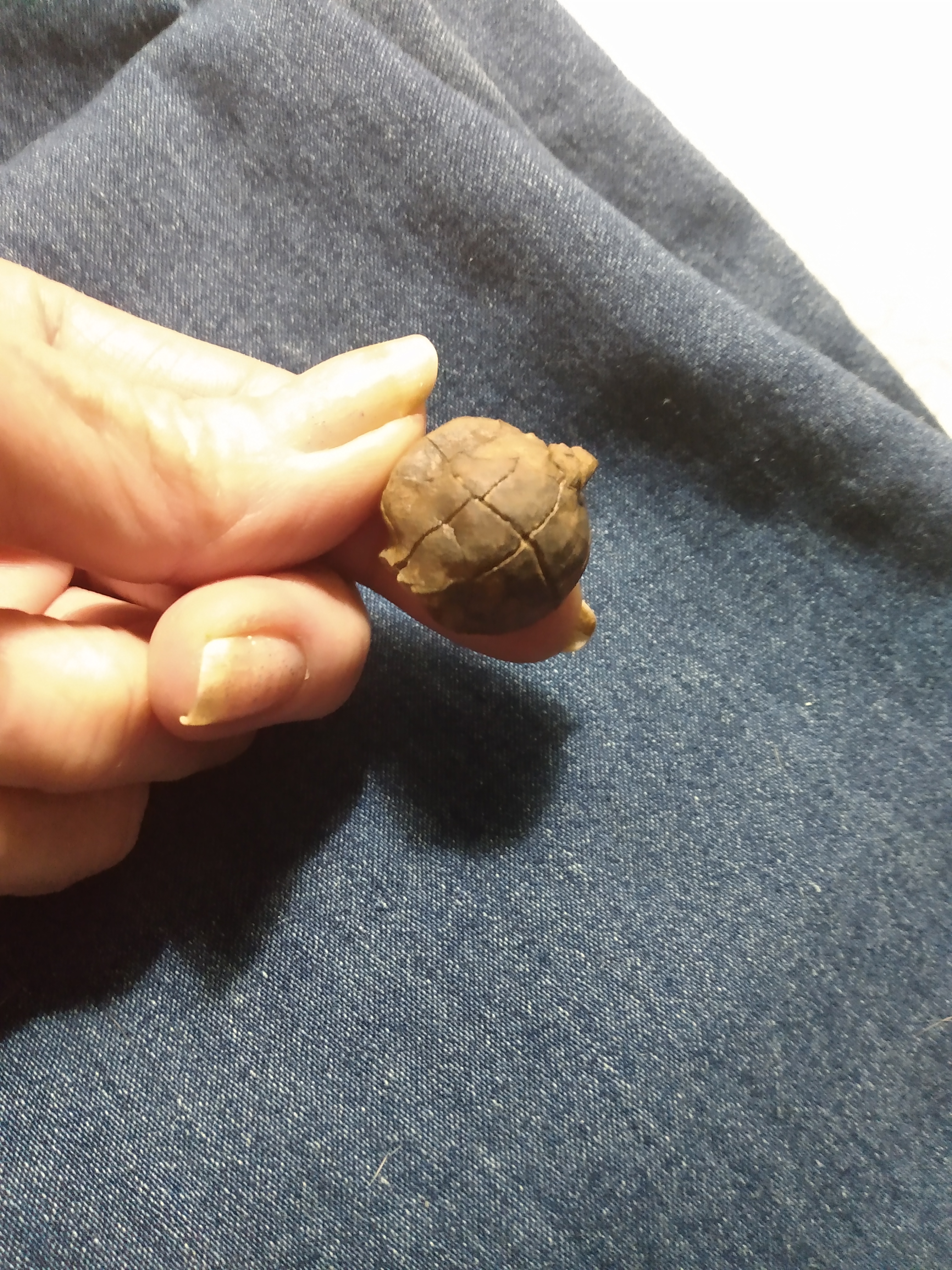 What is this thing that looks like a turtle carapace? - Fossil ID - The ...