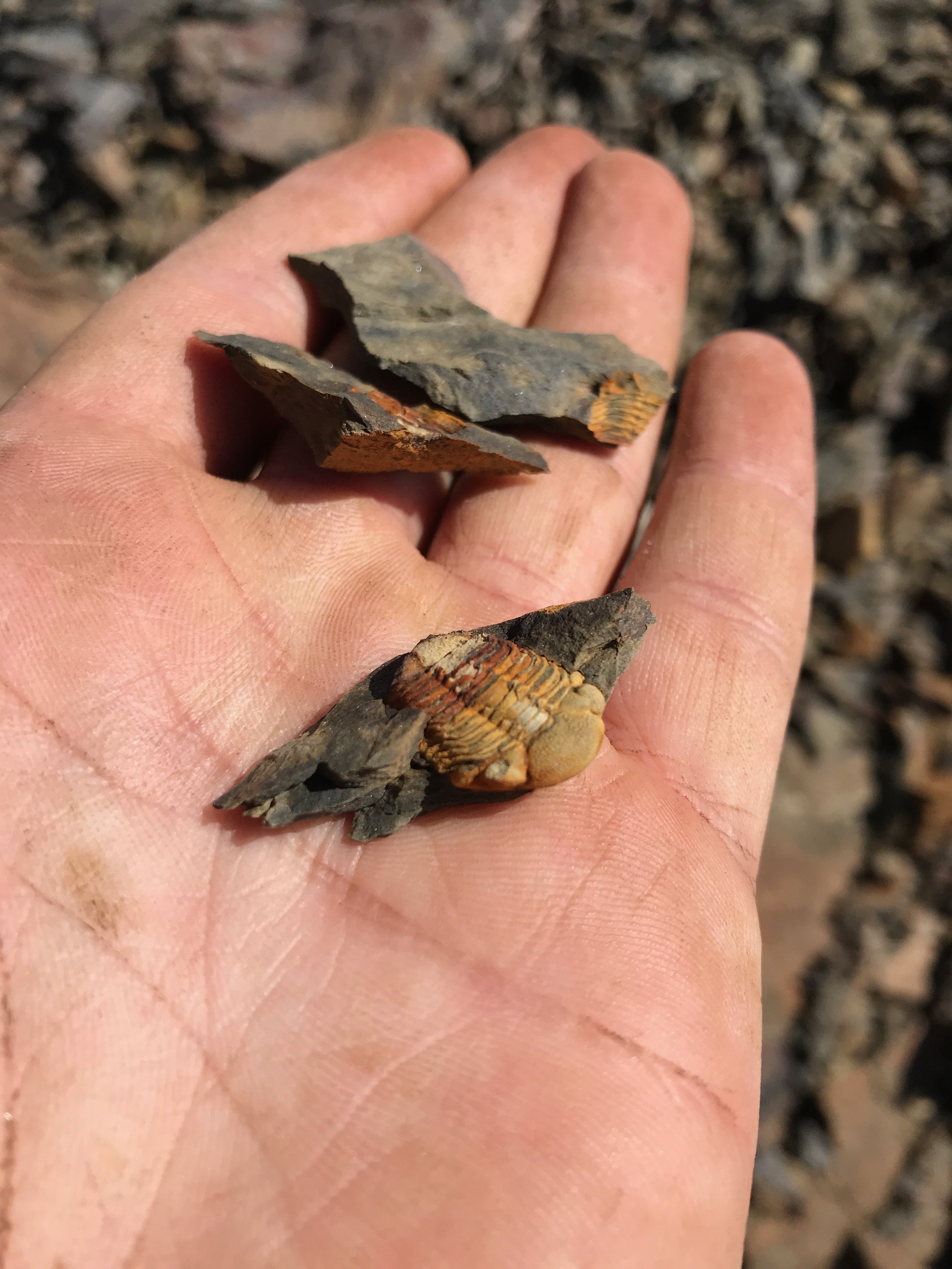 Deer Lake PA Trip - Fossil Hunting Trips - The Fossil Forum