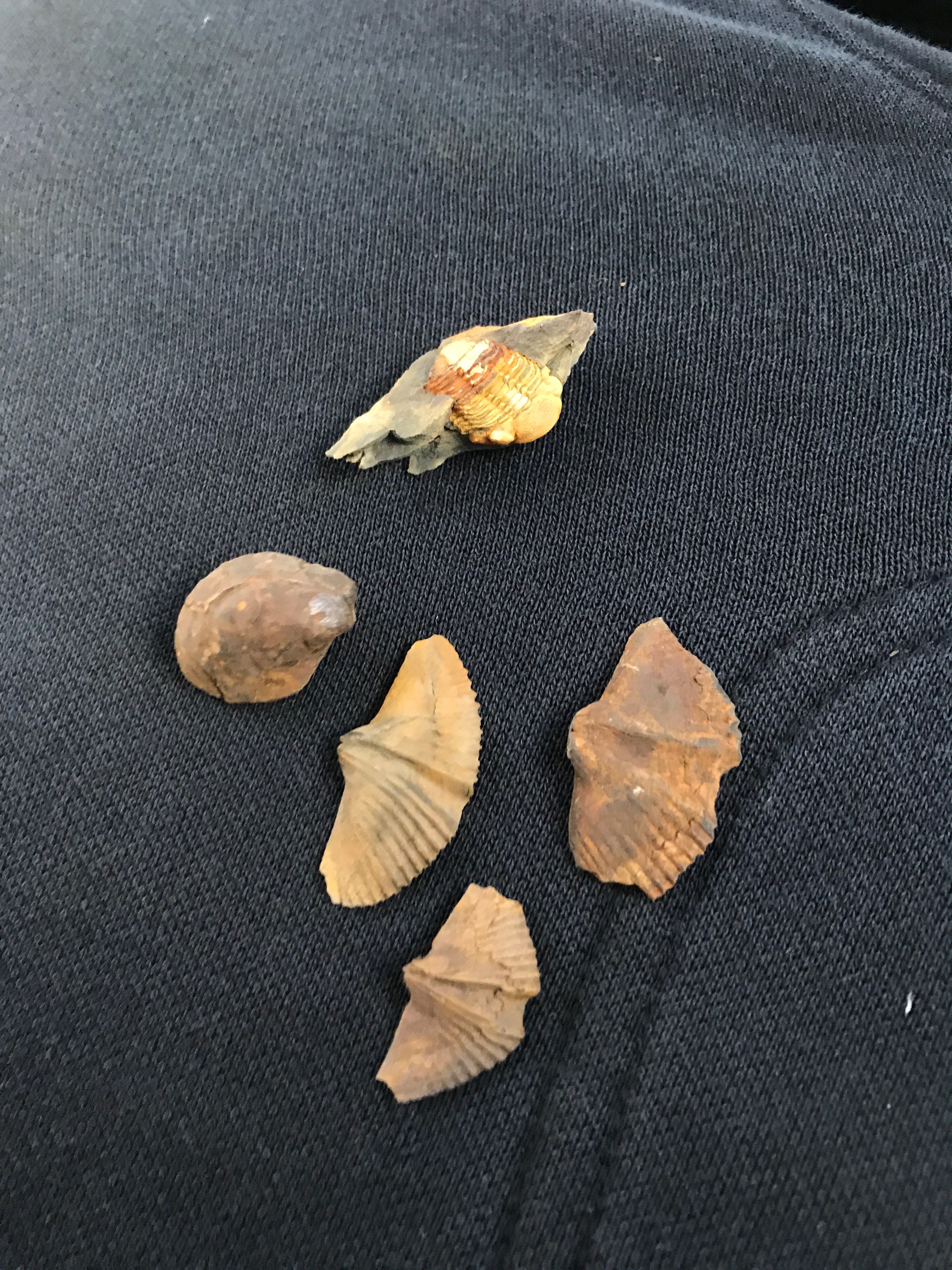 Deer Lake PA Trip - Fossil Hunting Trips - The Fossil Forum