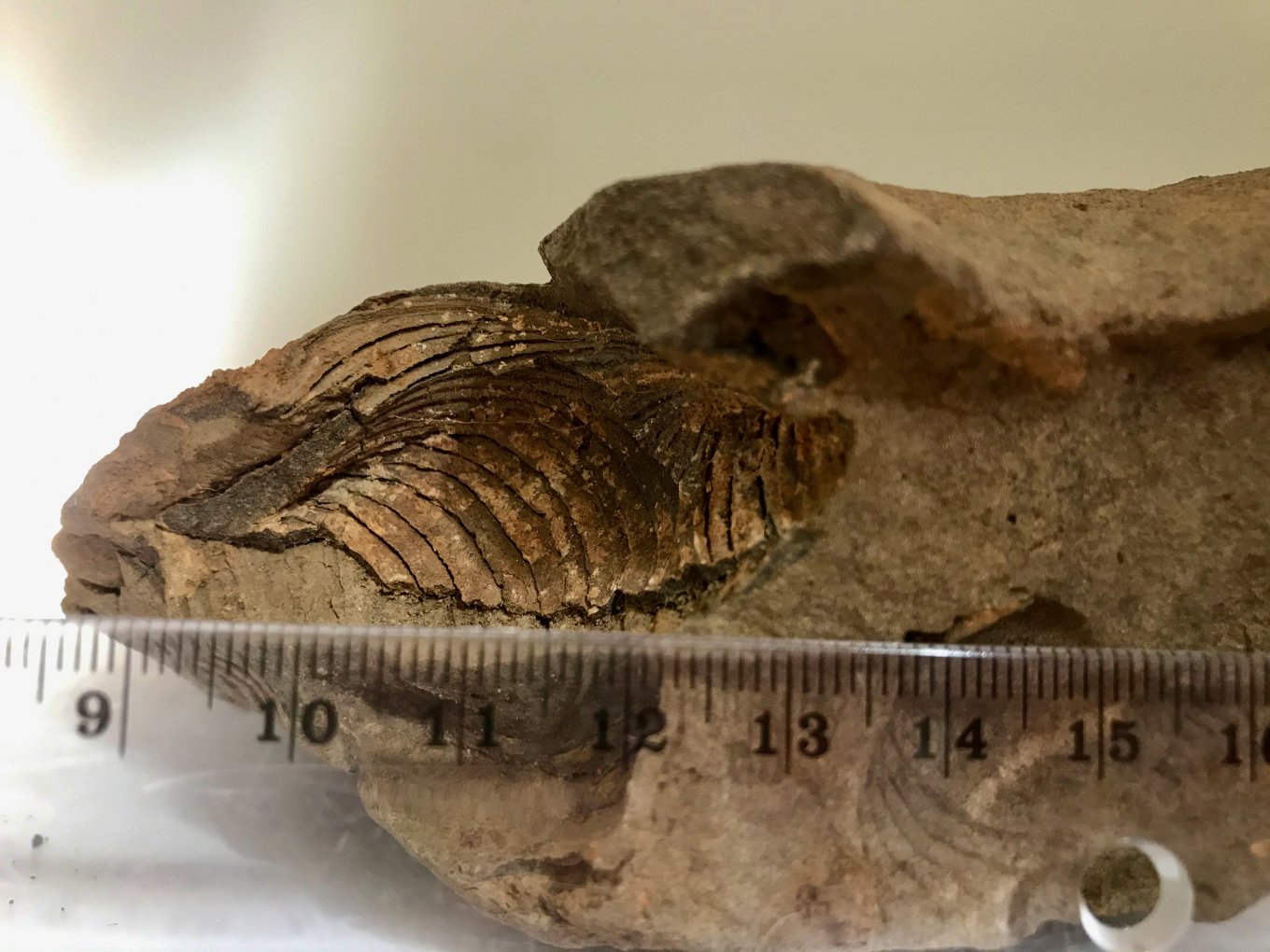 Clam (?) shell imprints and imbedded shells - Fossil ID - The Fossil Forum