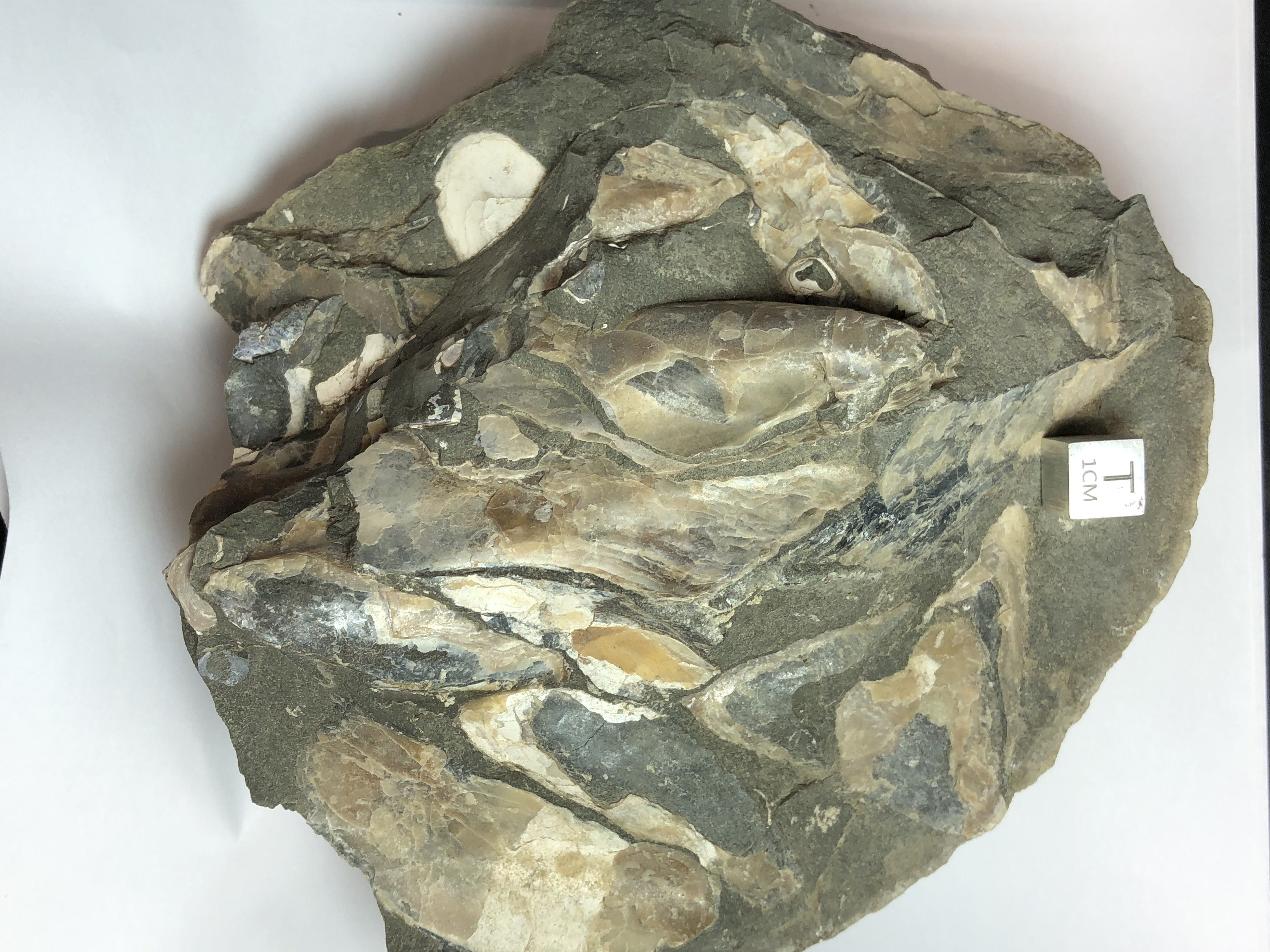 Spring in the Fox Hills Formation - Fossil Hunting Trips - The Fossil Forum