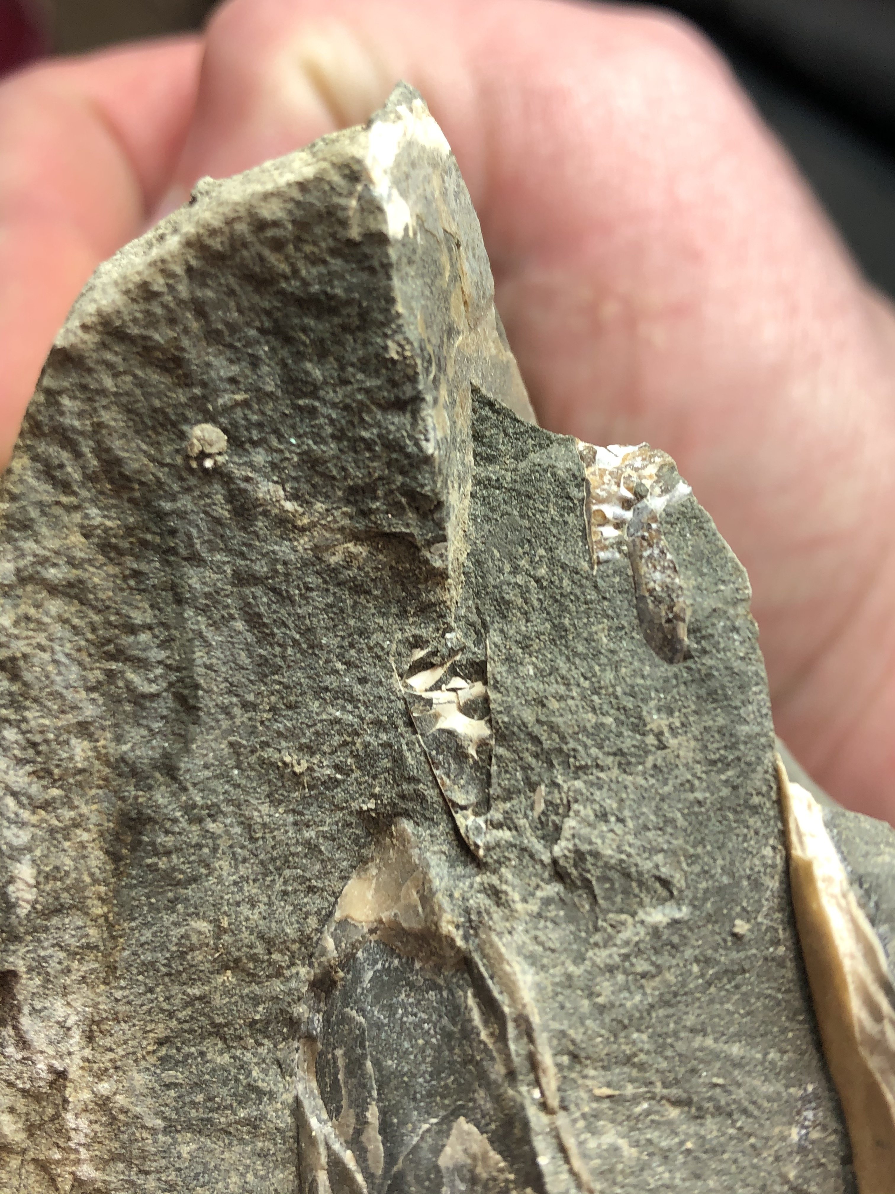 Spring in the Fox Hills Formation - Fossil Hunting Trips - The Fossil Forum