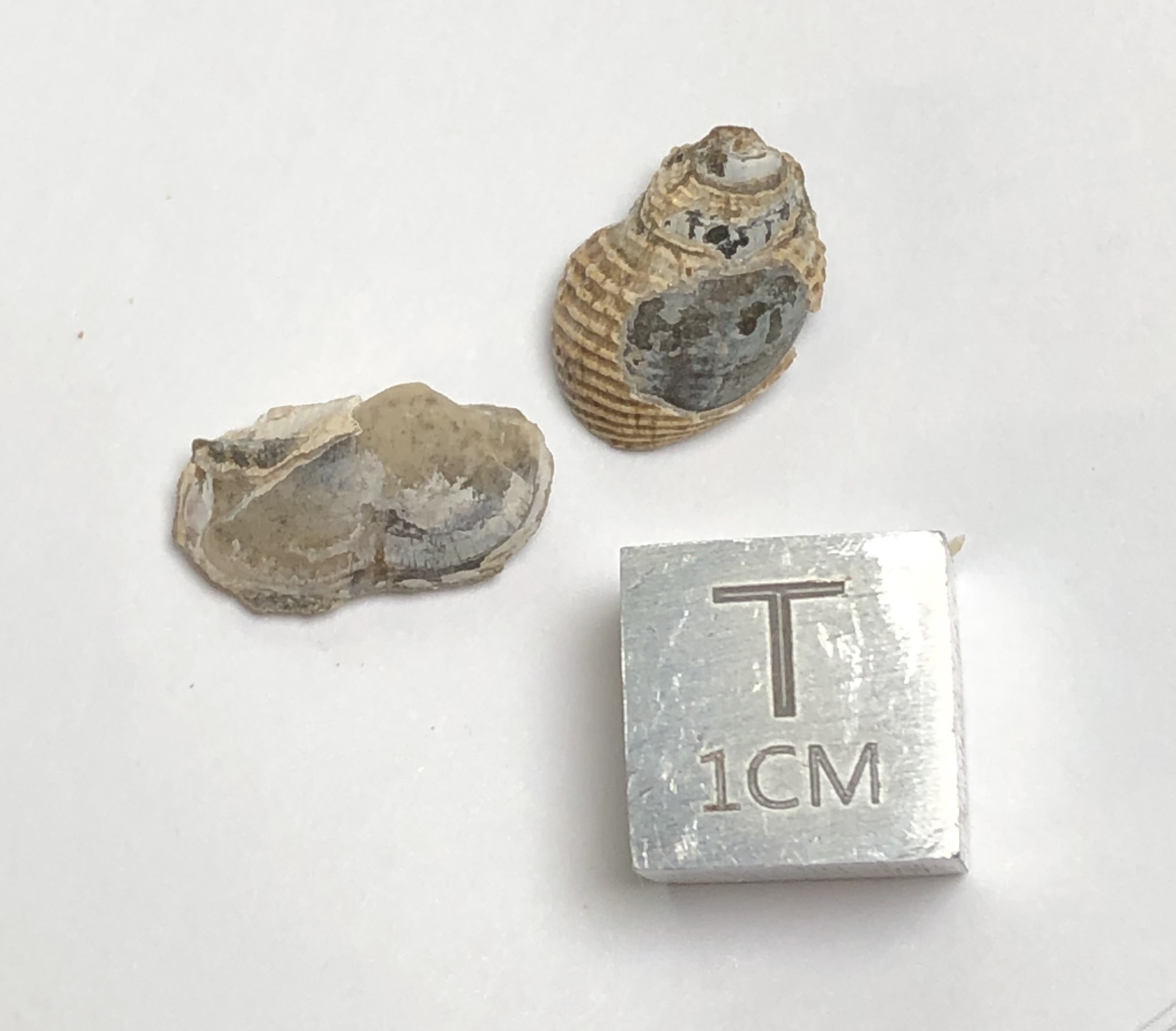 Spring in the Fox Hills Formation - Fossil Hunting Trips - The Fossil Forum