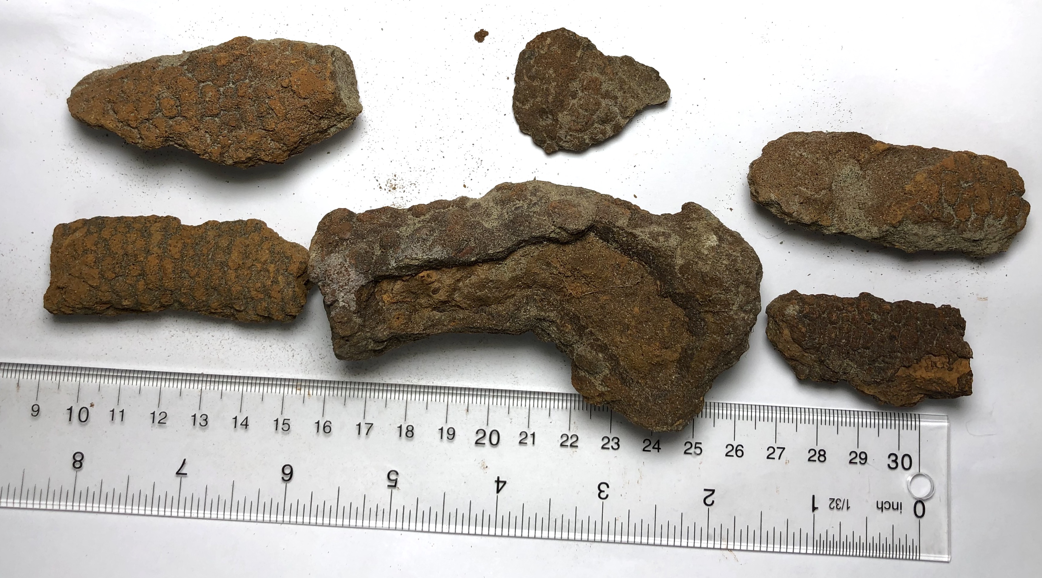 Fox Hills Formation in North Dakota 3/18/21 Pictorial Trip Report ...