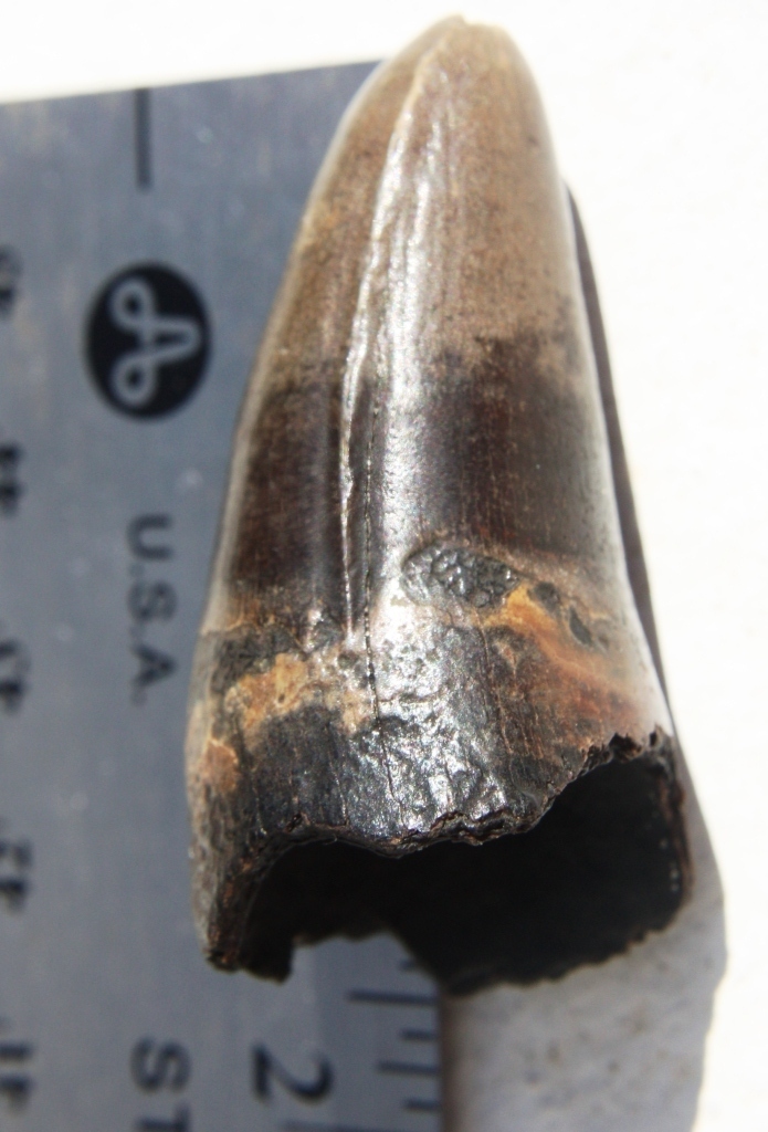 The definition of "carina" - Questions & Answers - The Fossil Forum