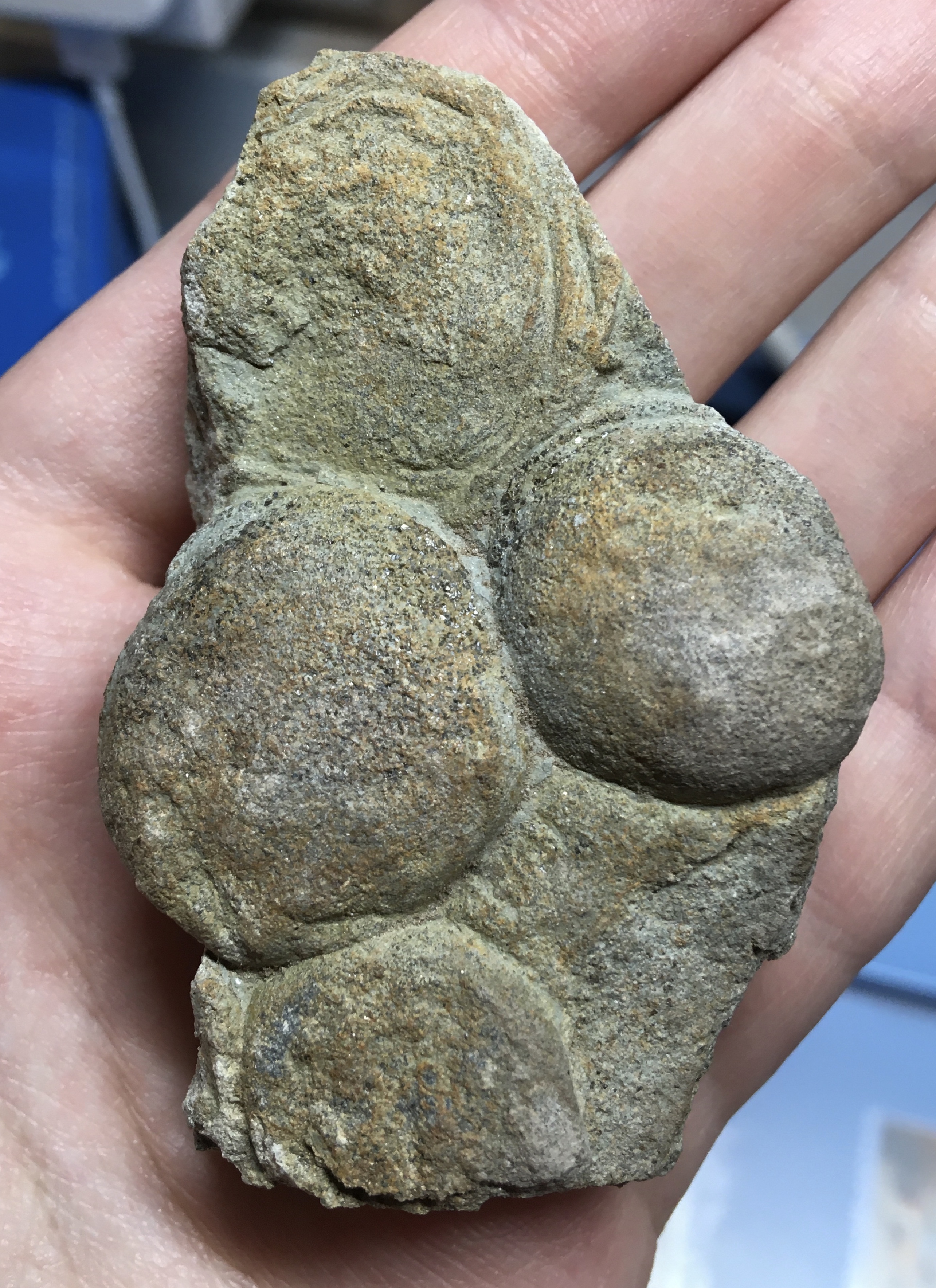 Ediacaran Fossil Identification - Fossil ID - The Fossil Forum