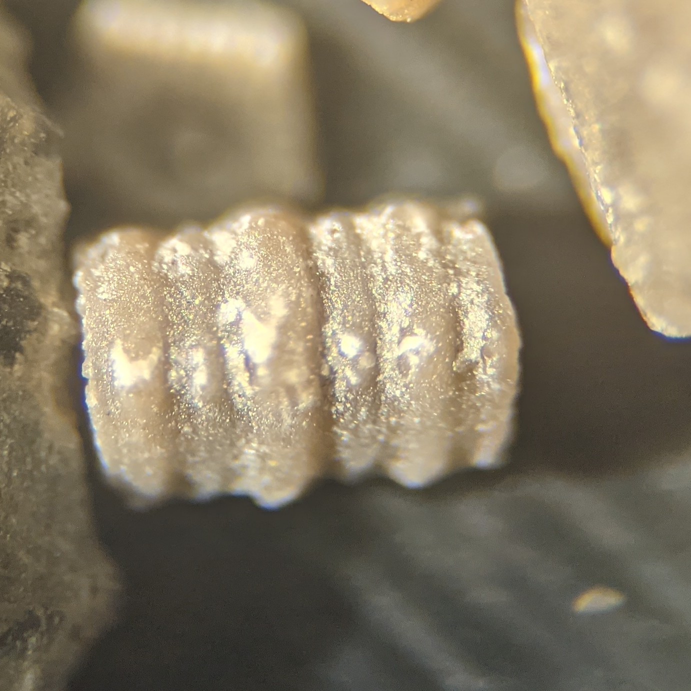 Making microfossil slides - Collecting Gear - The Fossil Forum