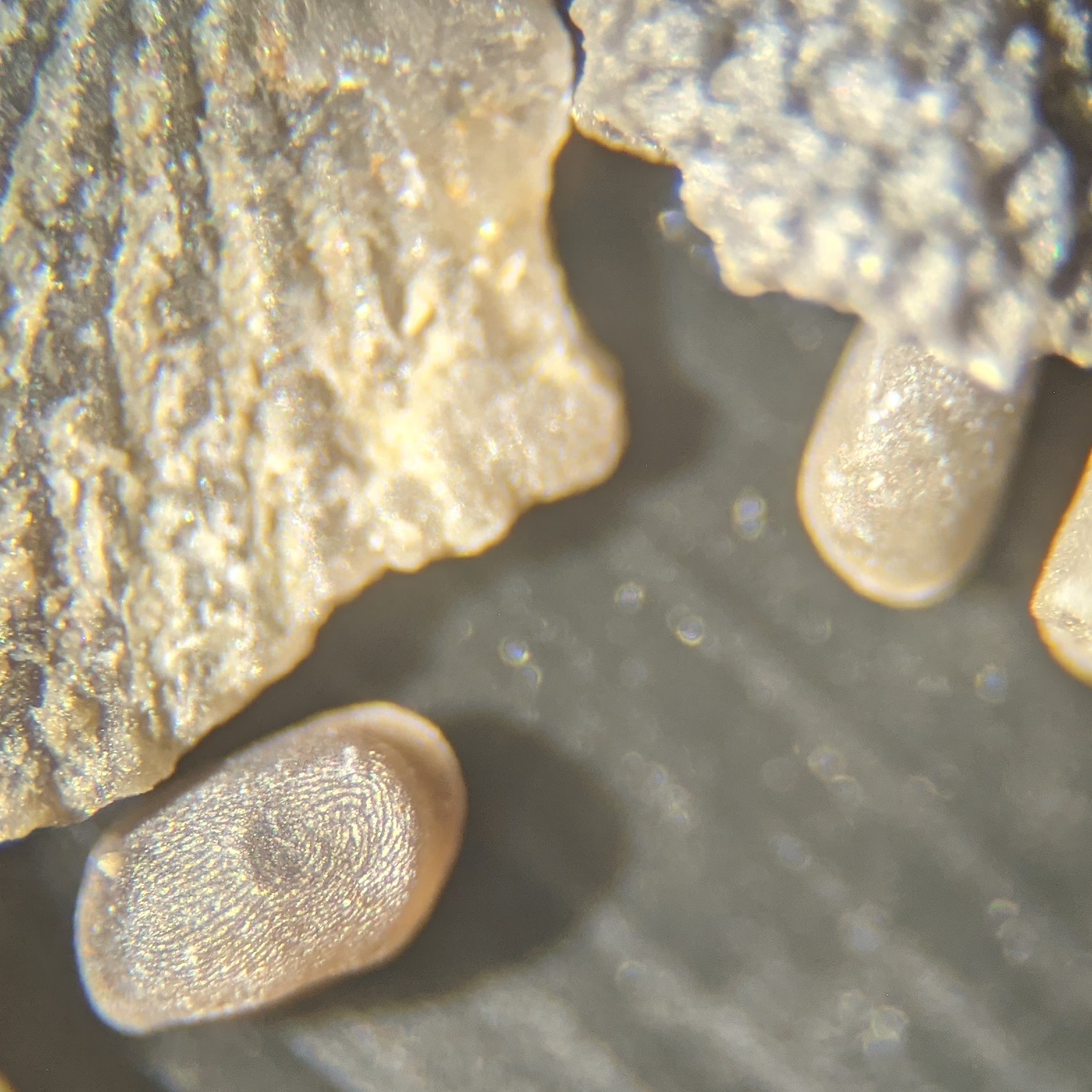 Making microfossil slides - Collecting Gear - The Fossil Forum