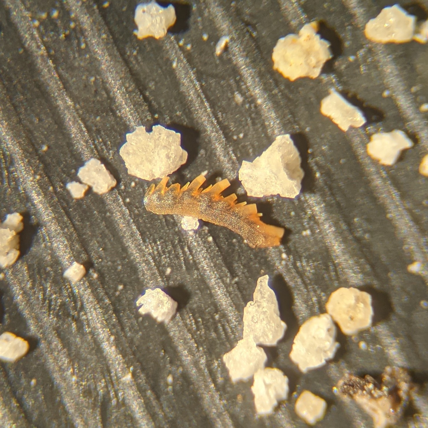Making microfossil slides - Collecting Gear - The Fossil Forum