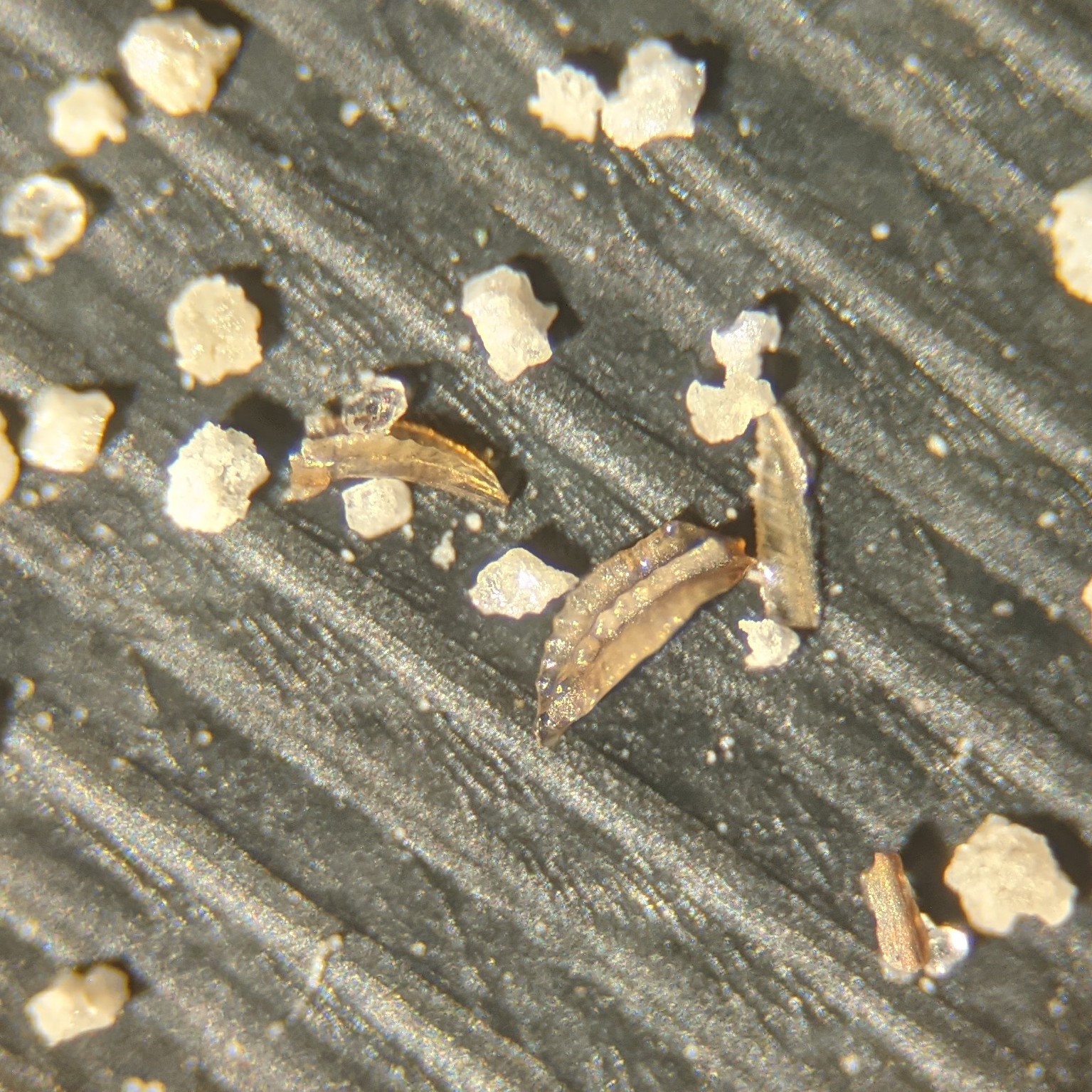 Making microfossil slides - Collecting Gear - The Fossil Forum