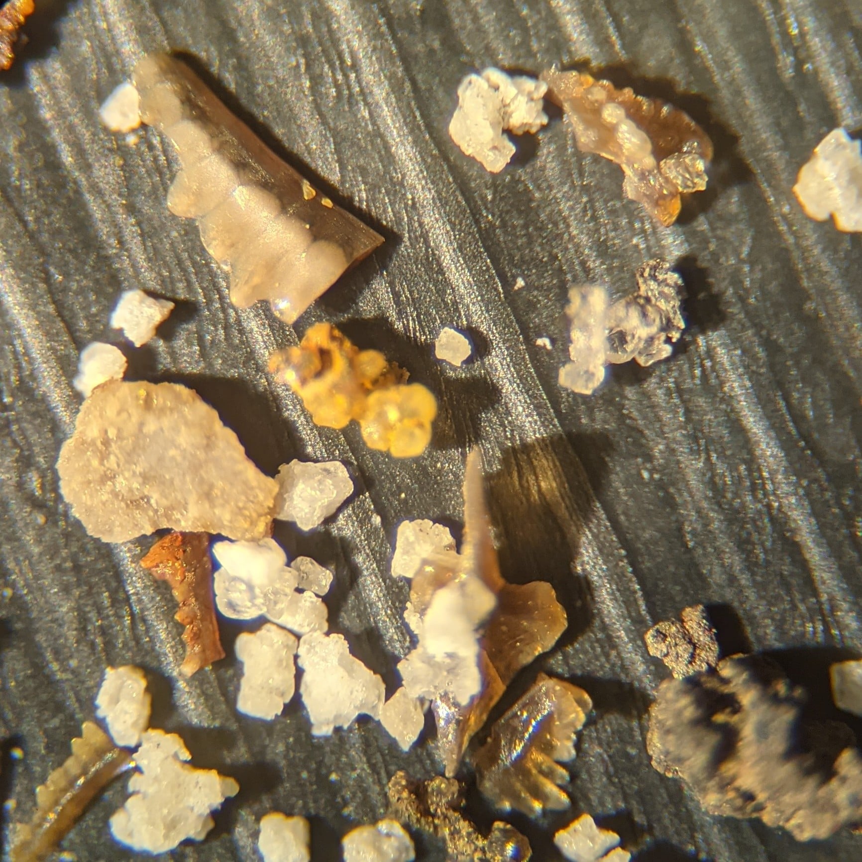 Making microfossil slides - Collecting Gear - The Fossil Forum