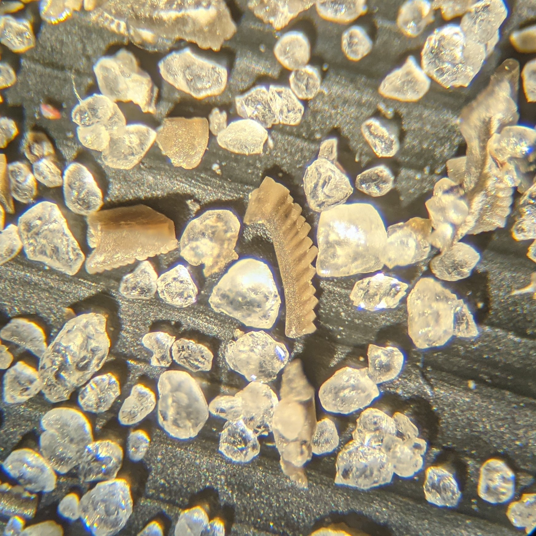 Making microfossil slides - Collecting Gear - The Fossil Forum