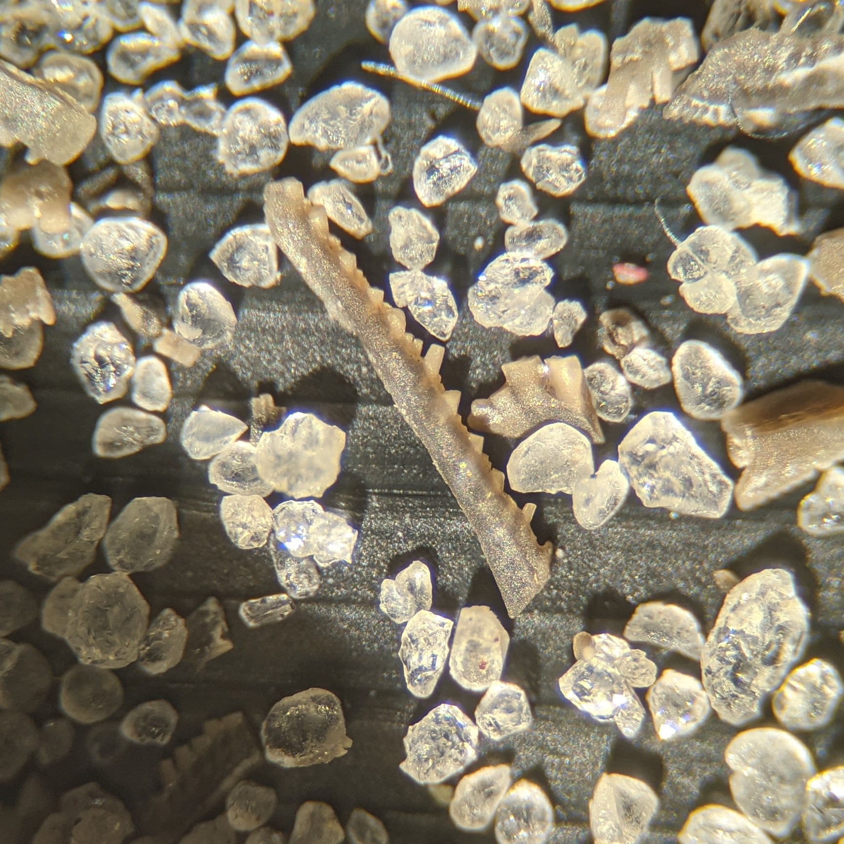 Making microfossil slides - Collecting Gear - The Fossil Forum