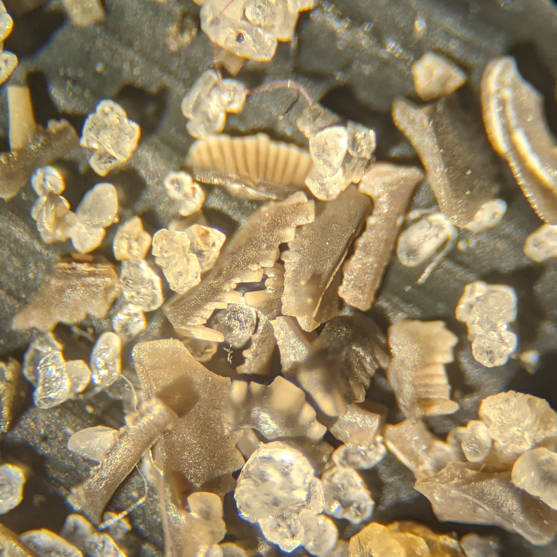 Making microfossil slides - Collecting Gear - The Fossil Forum