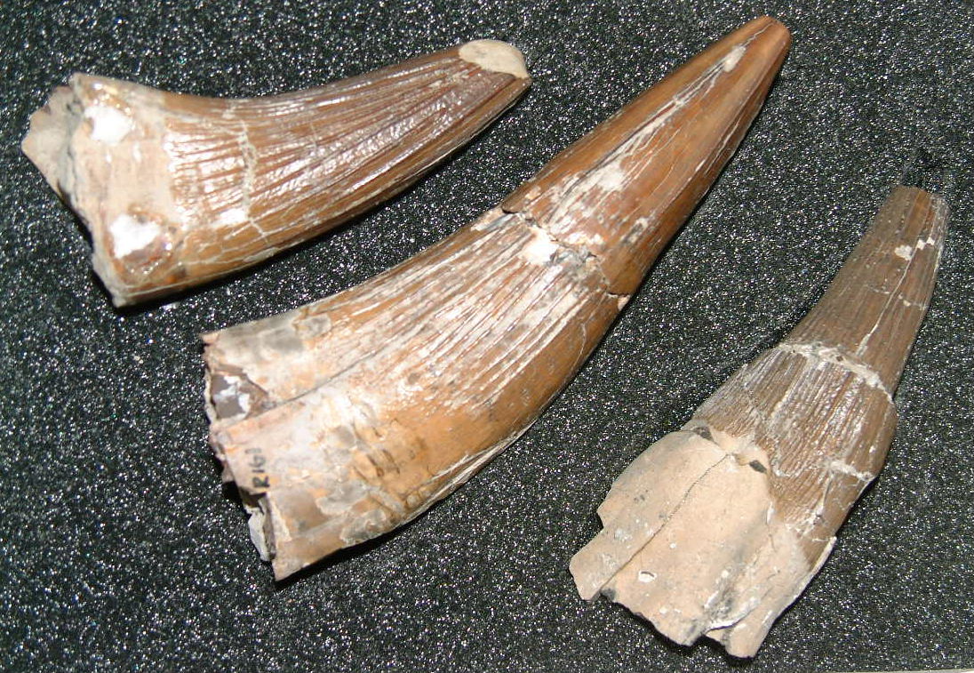 Is this a Simolestes Pliosaur tooth? - Fossil ID - The Fossil Forum