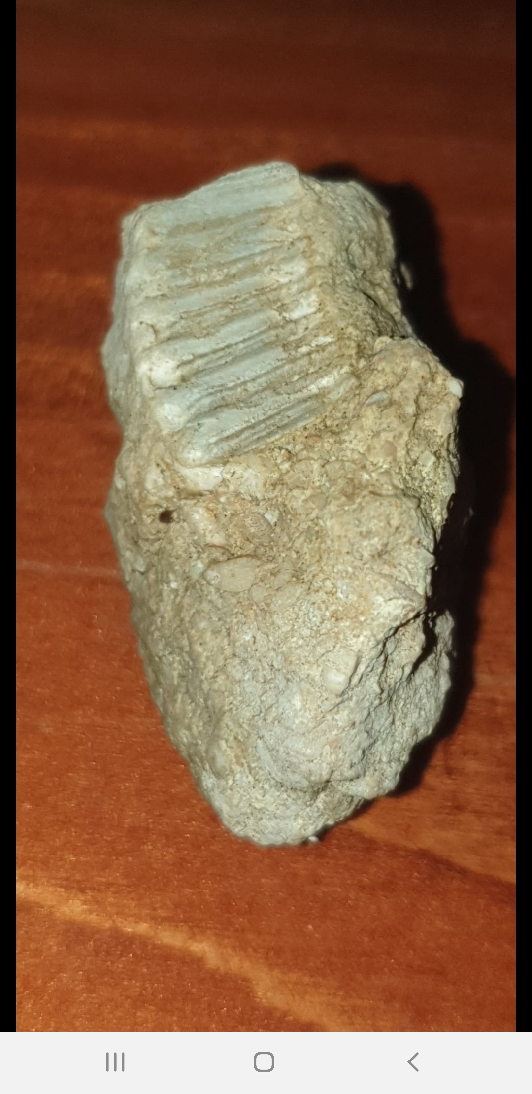 Eocene myliobatis palate - Fossil ID - The Fossil Forum
