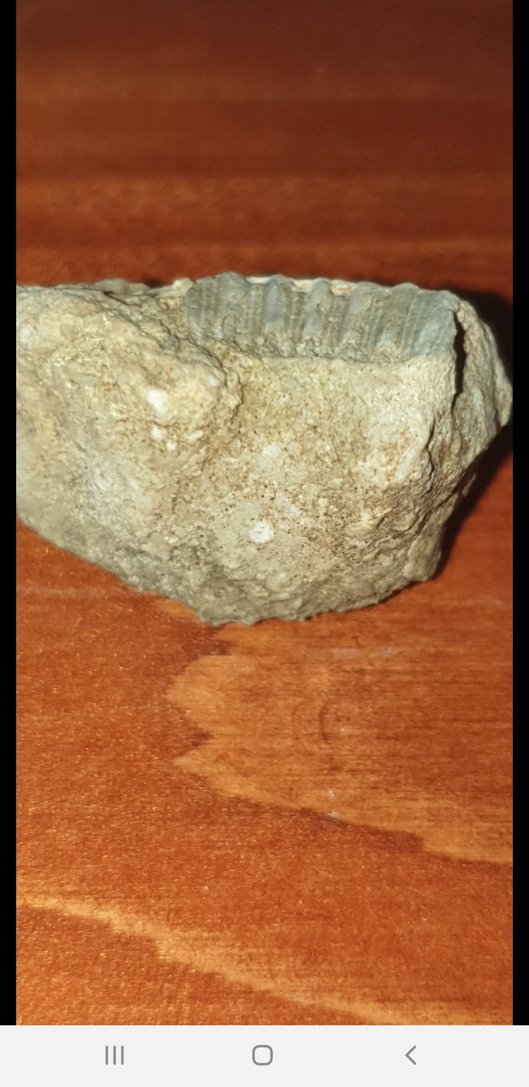 Eocene myliobatis palate - Fossil ID - The Fossil Forum