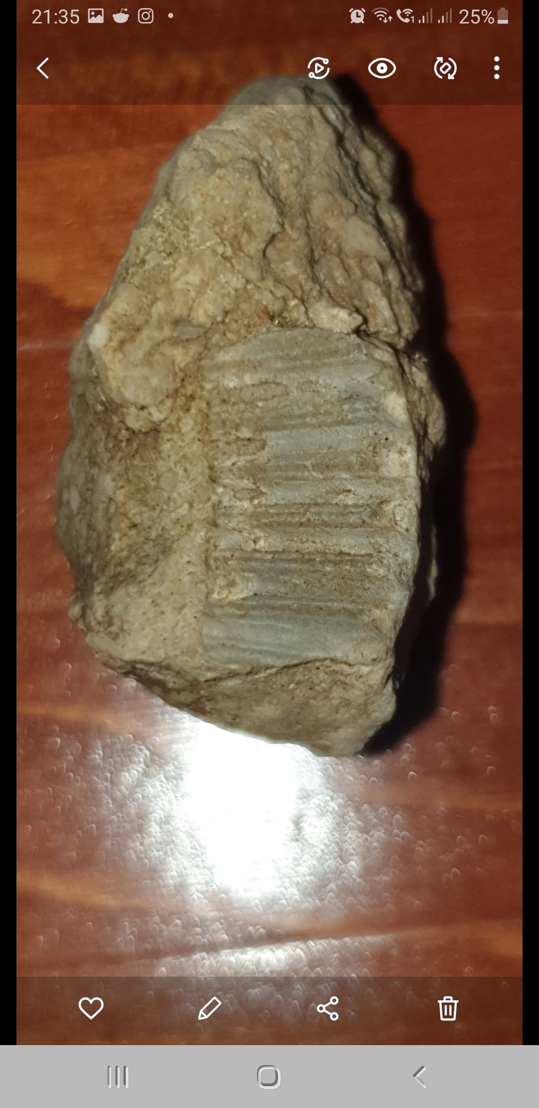 Eocene myliobatis palate - Fossil ID - The Fossil Forum